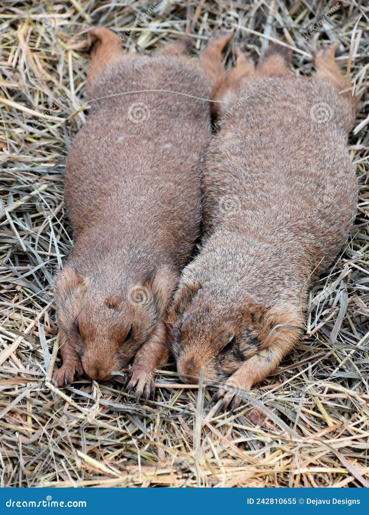 Exhausted Pair of Ground Squirrels on Their Bellies Stock Image - Image ...