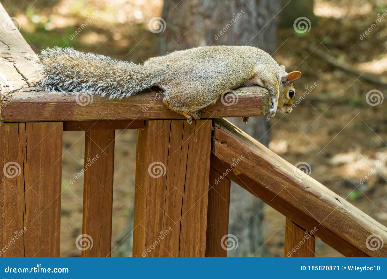 An Exhausted Squirrel Has Had a Long Day. Stock Image - Image of flops ...
