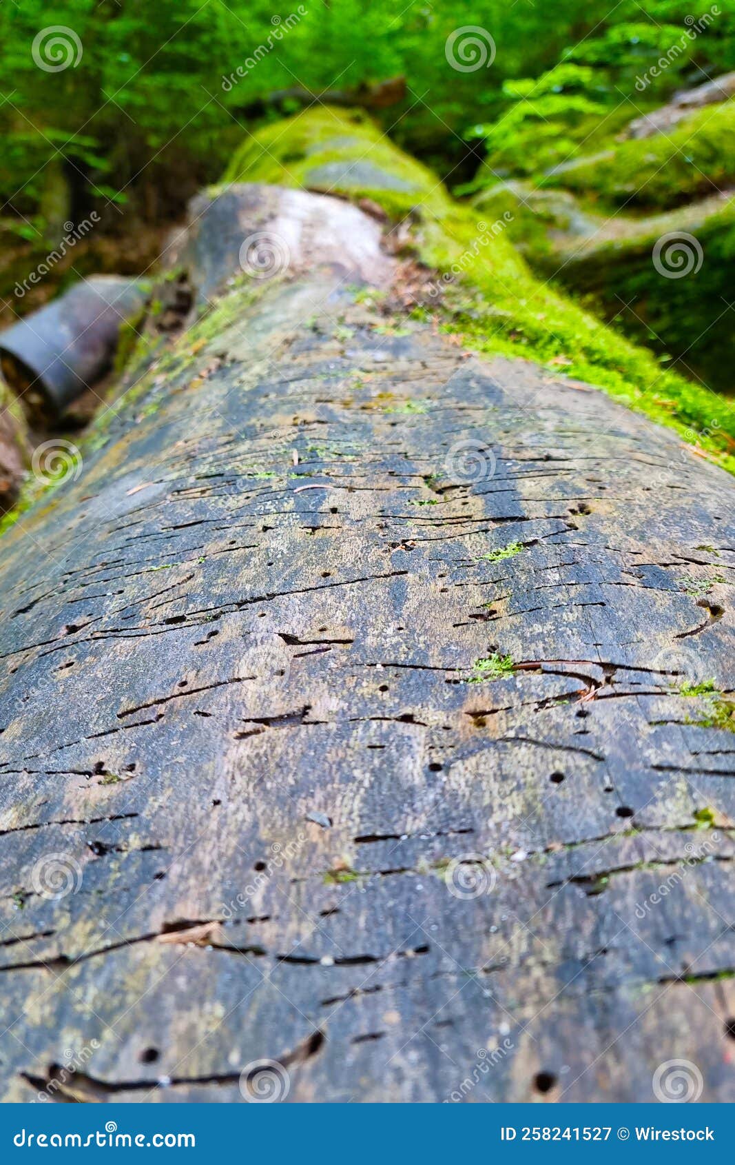 The Exhausted Trunk of a Fallen Tree in the Forest. Stock Image - Image ...