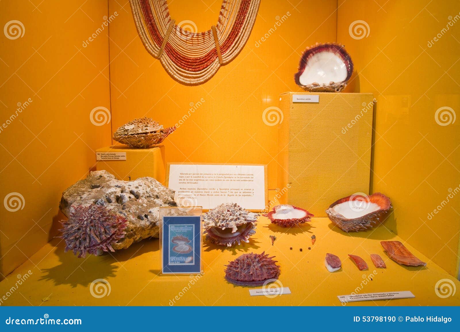 Spondylus Shells Photos - Free & Royalty-Free Stock Photos from Dreamstime
