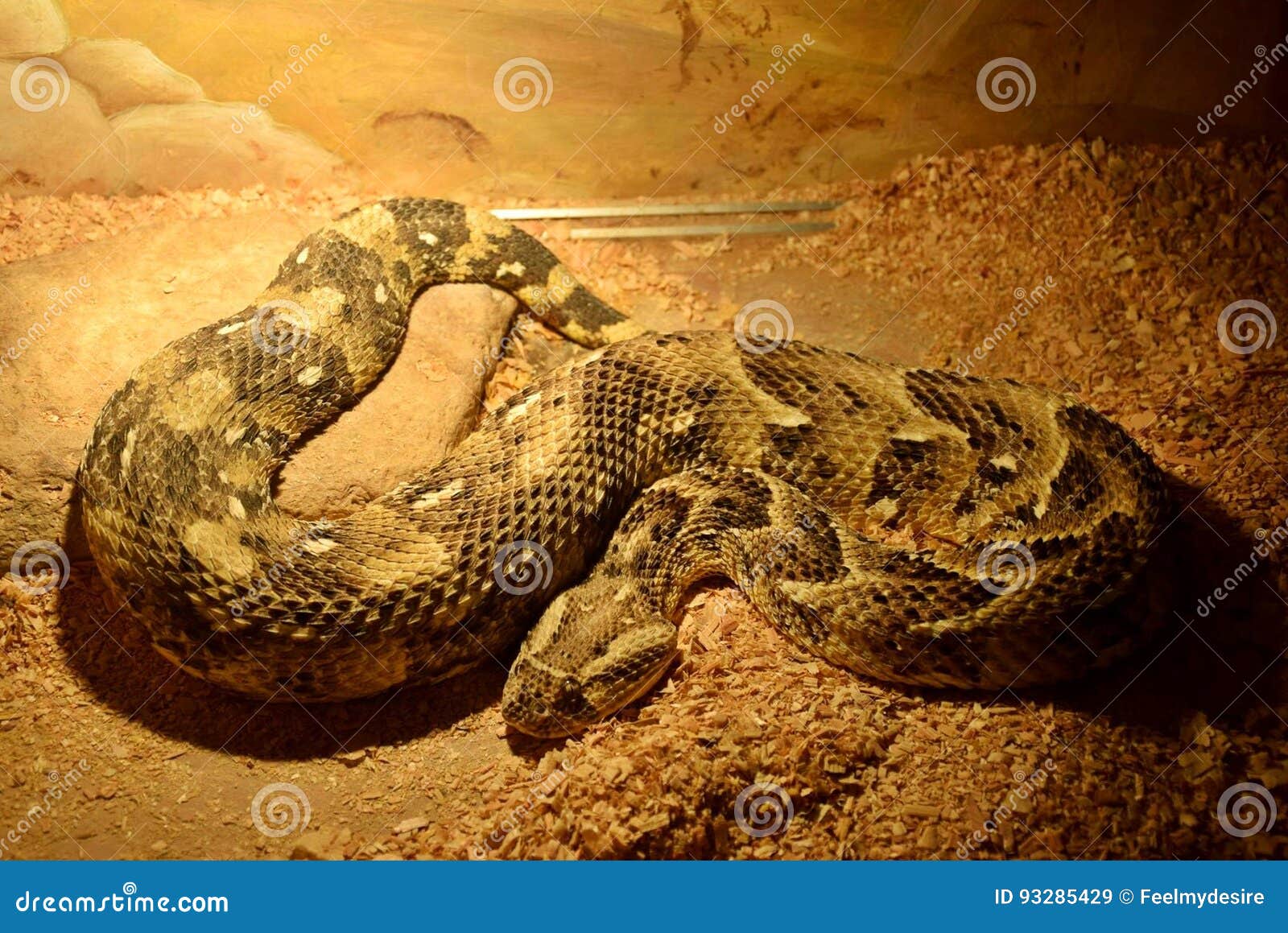 Exhibition of snakes stock image. Image of world, exhibition - 93285429