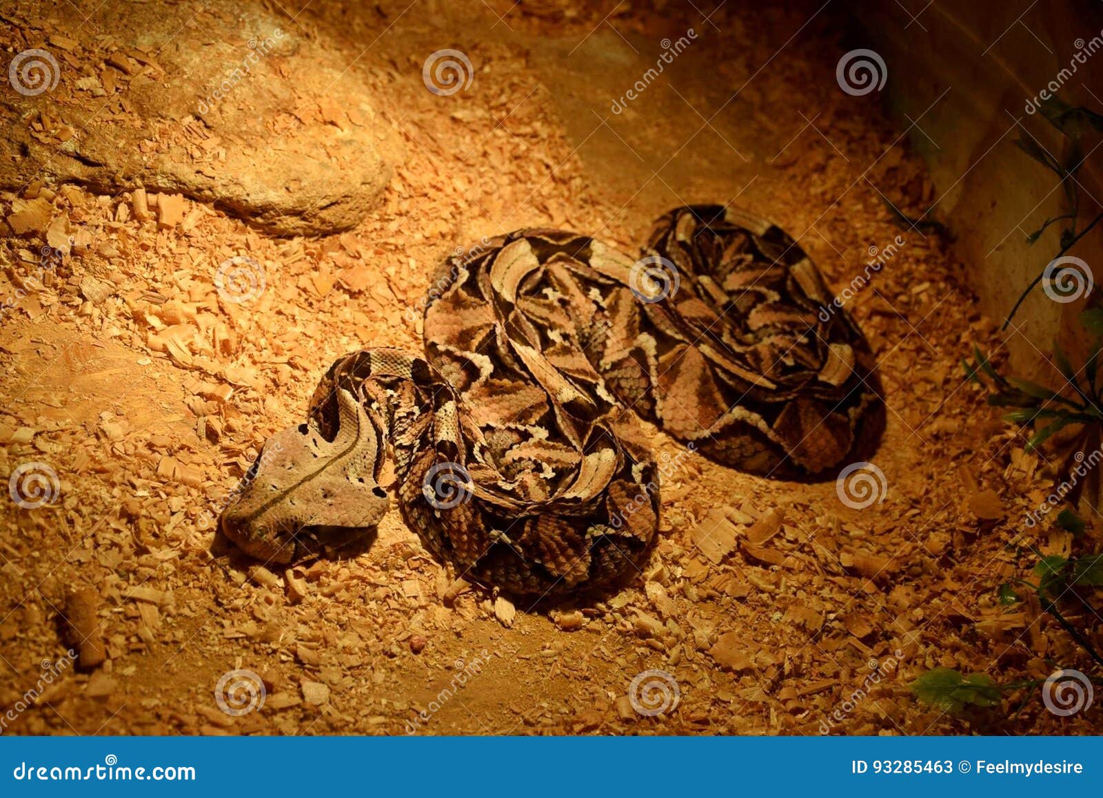 Exhibition of snakes stock image. Image of beautiful - 93285463