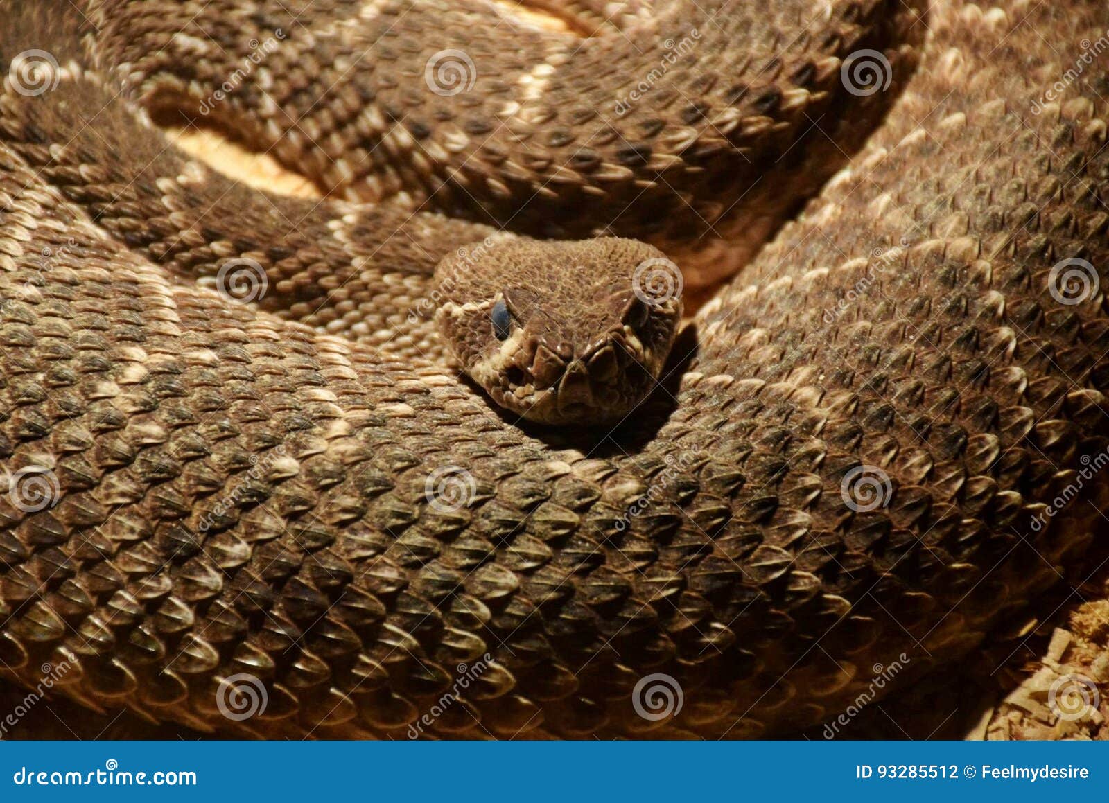 Exhibition of snakes stock photo. Image of sawdust, beautiful - 93285512
