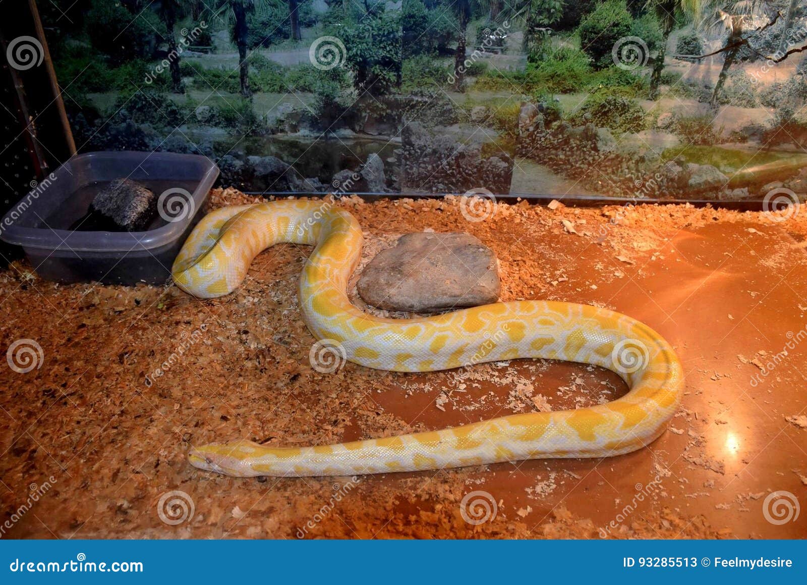 Exhibition of snakes stock image. Image of cunning, blemishes - 93285513
