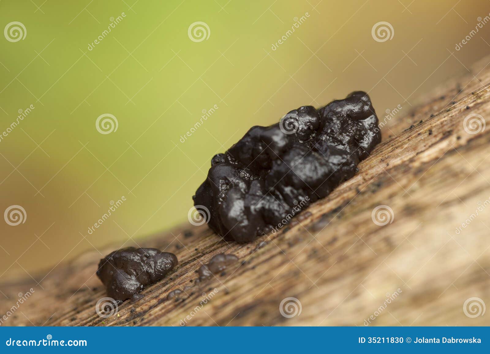 Exidia plana stock photo. Image of plant, inedible, nature - 35211830