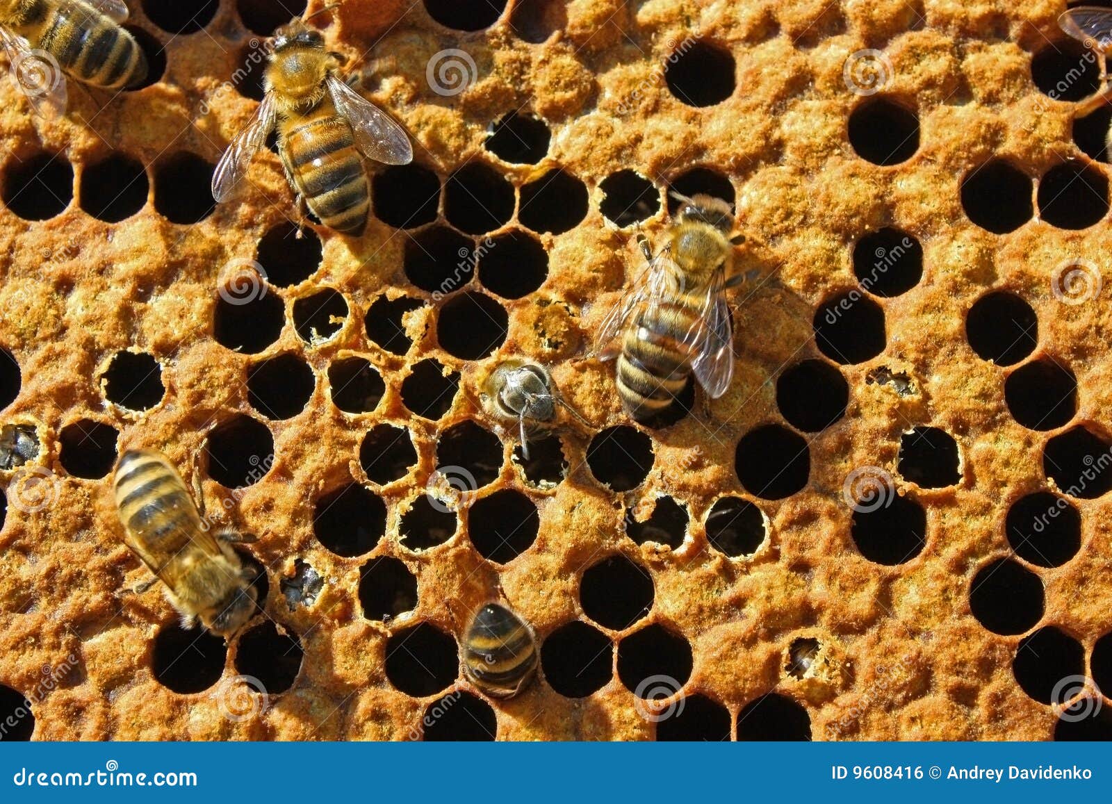 Exit of a bee from a cell. stock photo. Image of cultivation - 9608416
