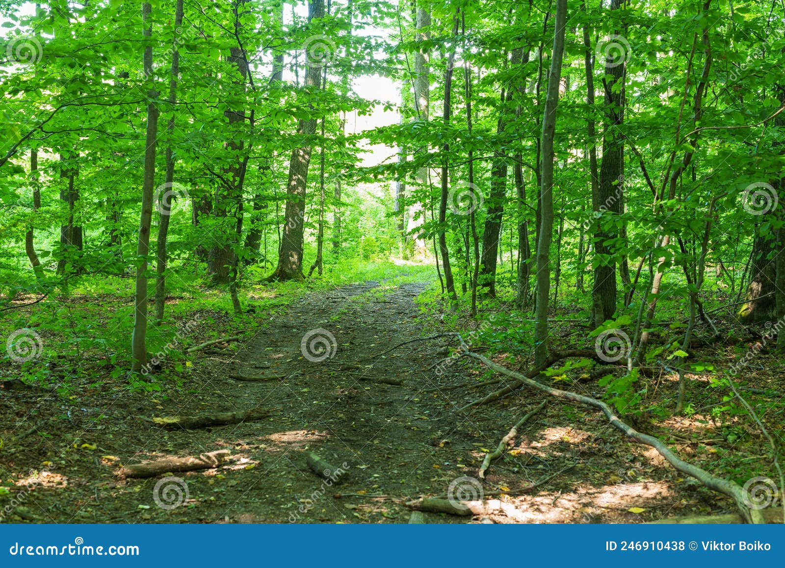 Exit from the Beech Forest on a Dirt Road Stock Photo - Image of beauty ...