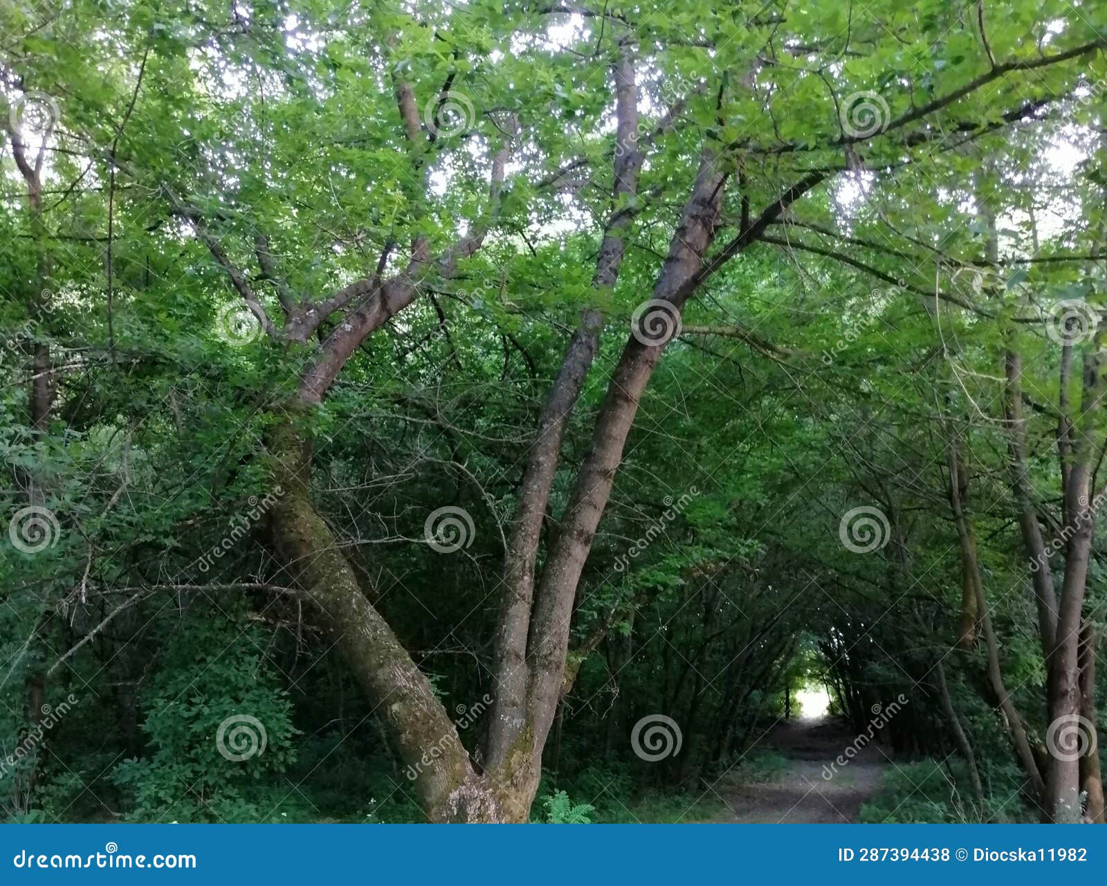 Exit from the forest stock photo. Image of plant, forest - 287394438