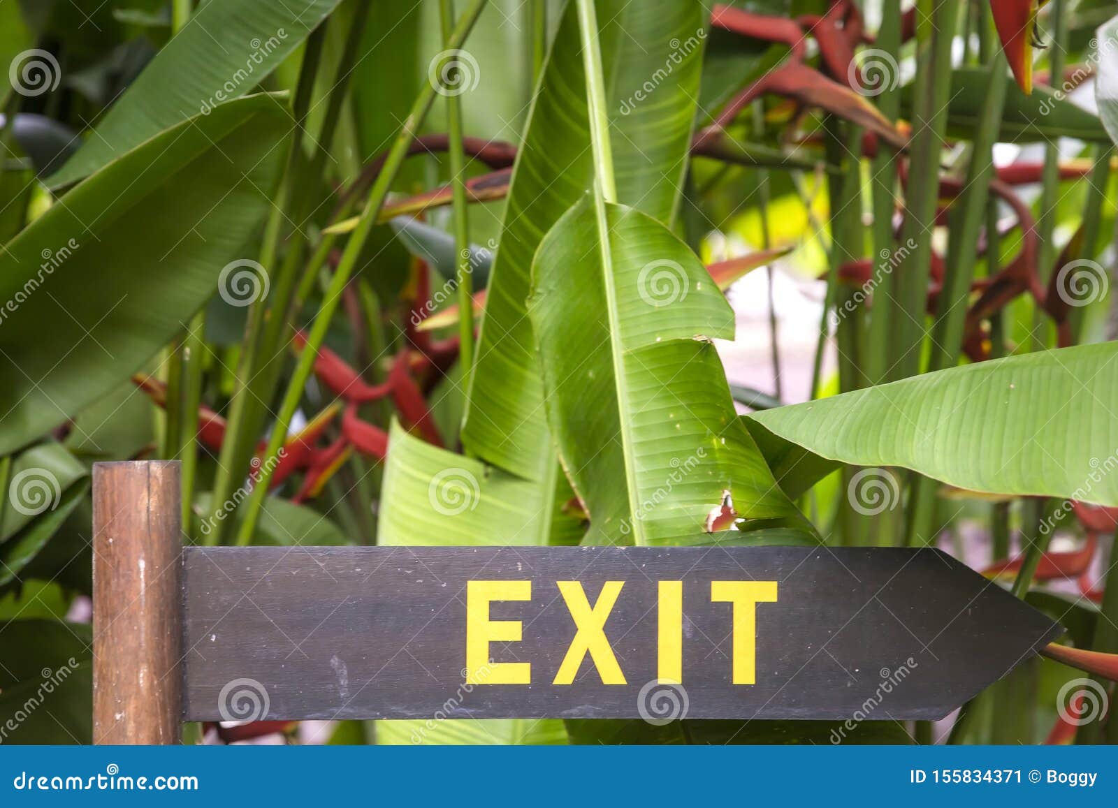 Exit Sign on a Wooden Plate in a Rainforest Jungle Stock Image - Image ...