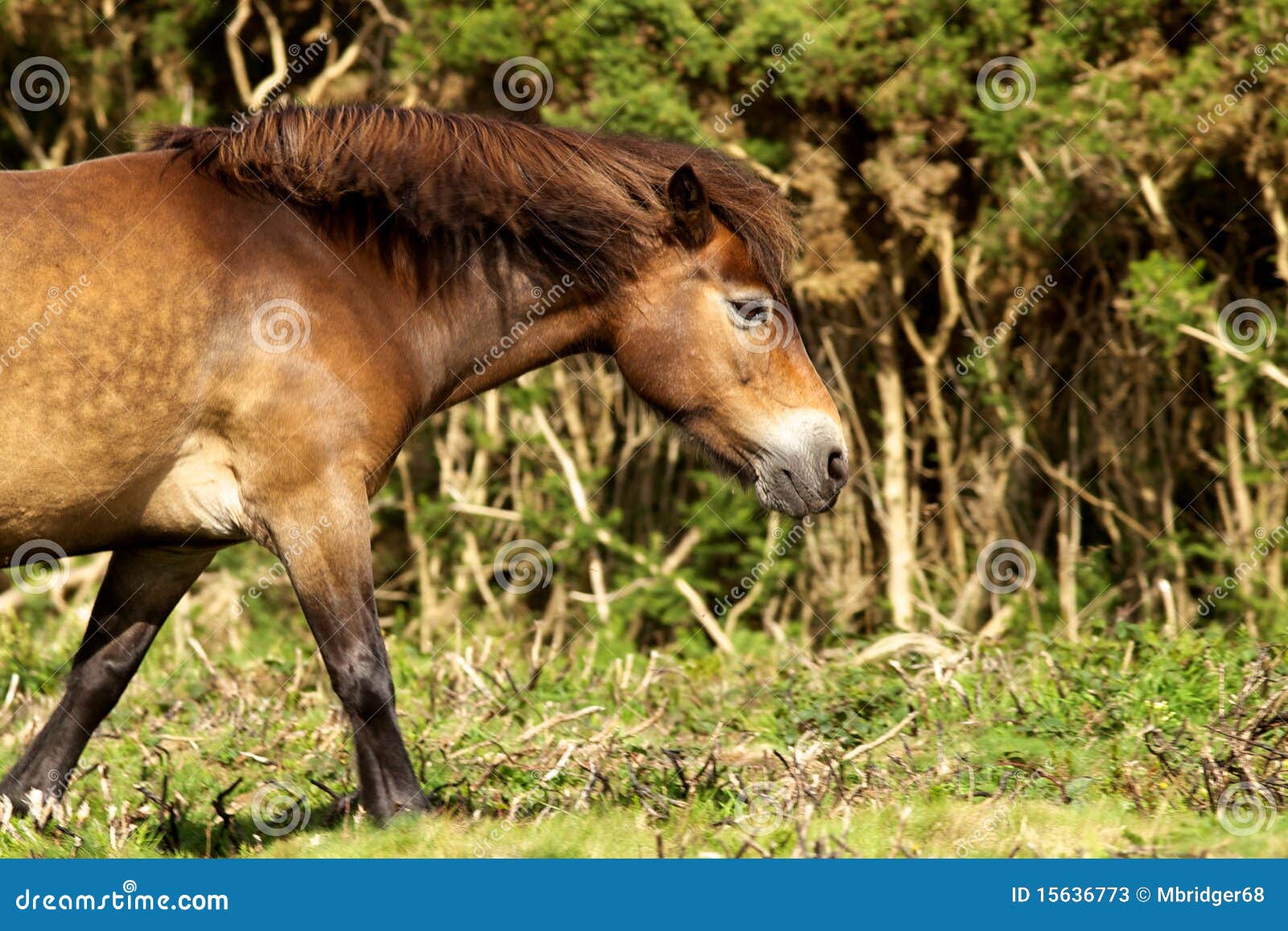 Exmoor pony stock image. Image of mane, nature, chestnut - 15636773