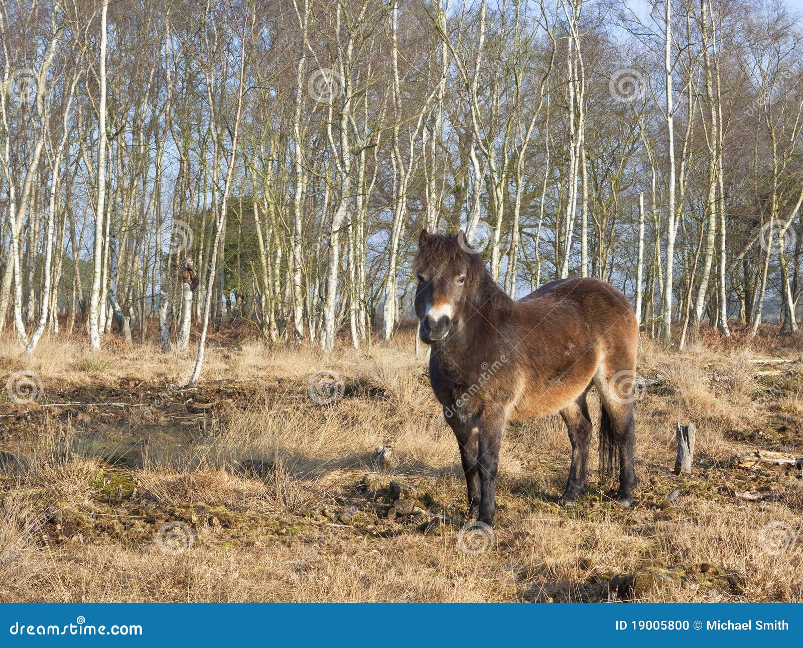 Exmoor Pony with Birch Trees 2 Stock Photo - Image of exmoor, horse ...