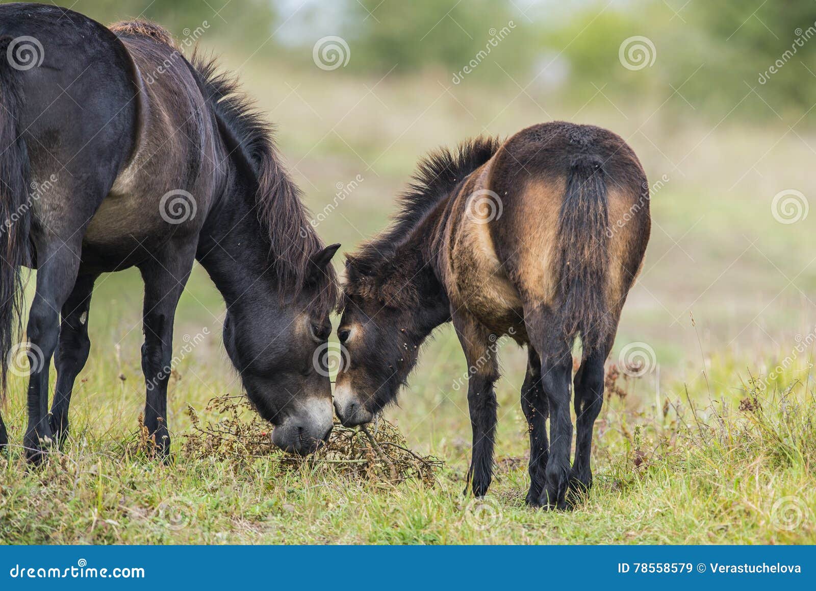 Exmoor pony stock image. Image of england, animal, beauty - 78558579