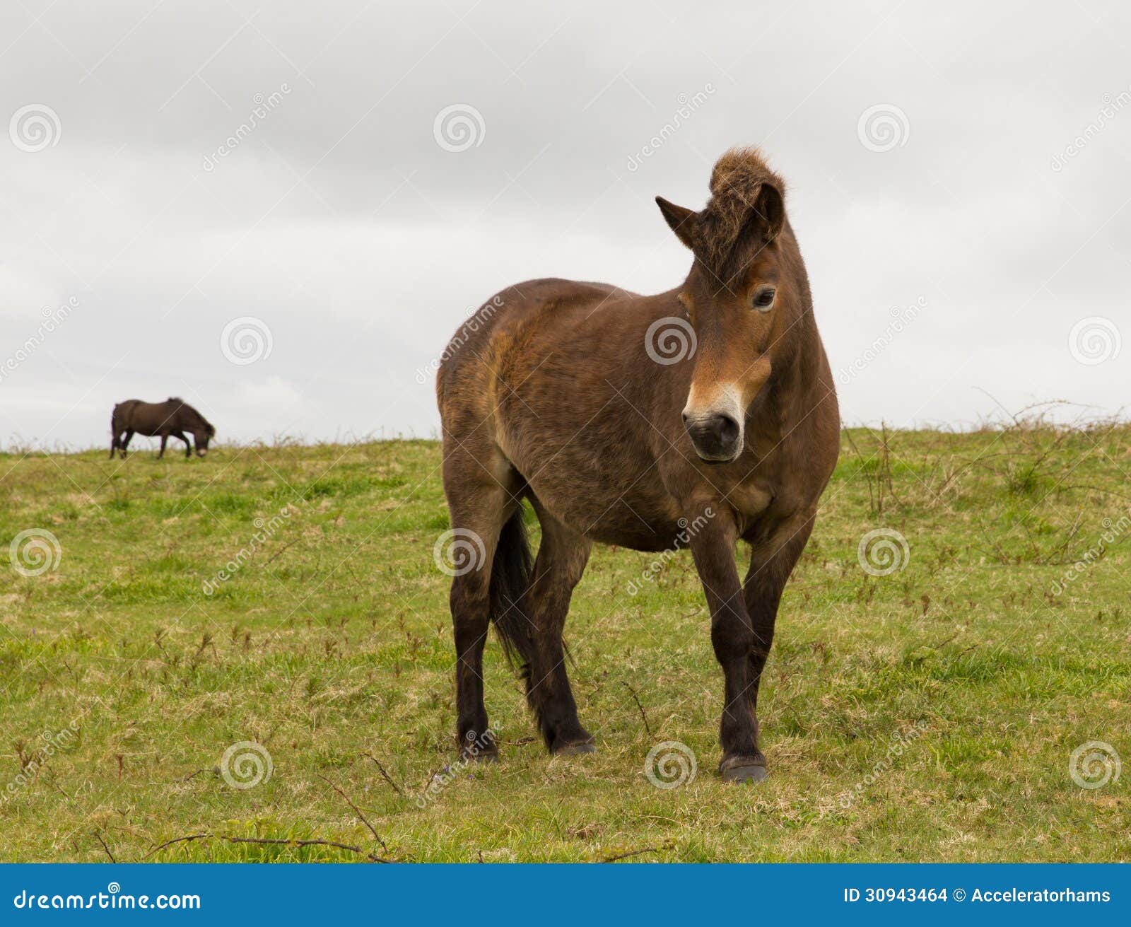 Exmoor Pony Quantock Hills Somerset England UK Arkivfoto - Bild av land ...