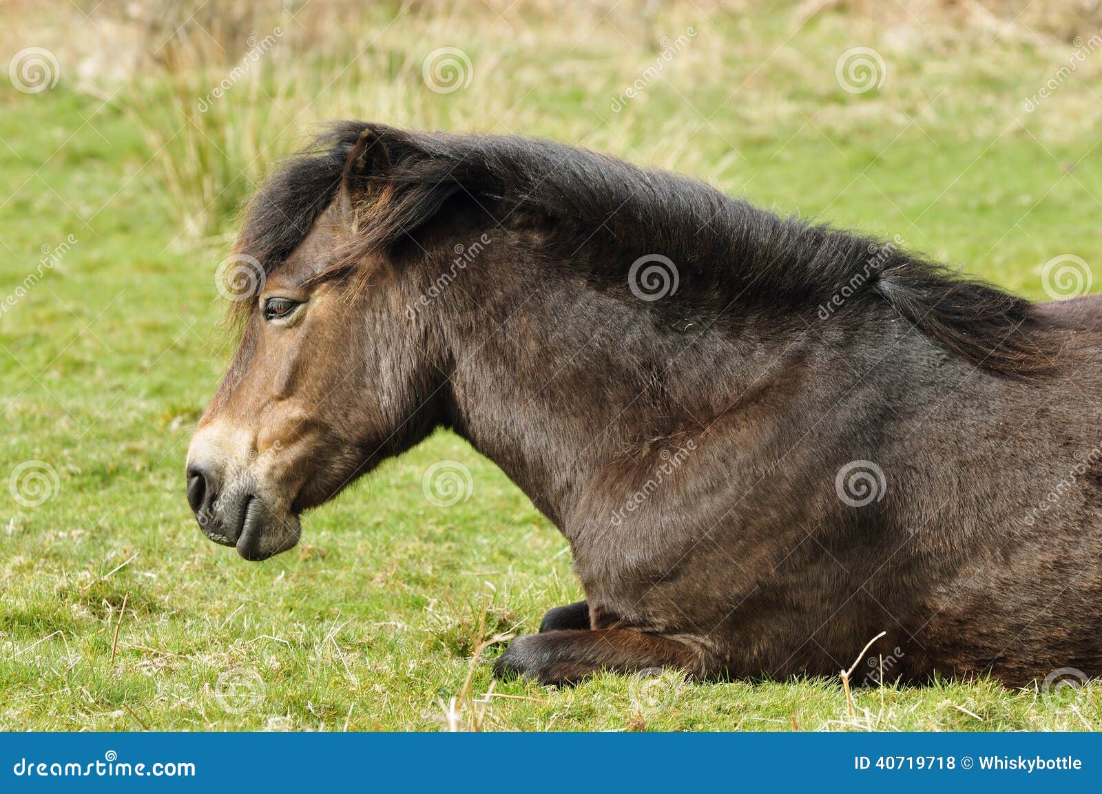 Exmoor Pony sitting down stock photo. Image of wild, somerset - 40719718