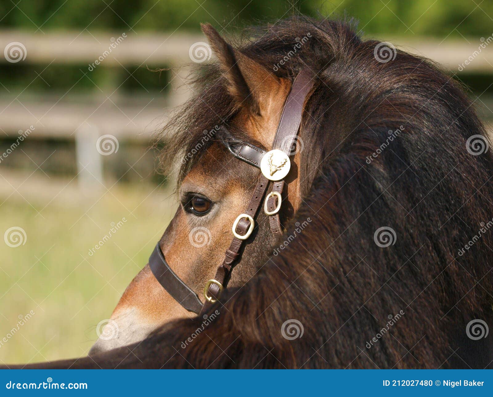 Exmoor Stallion stock photo. Image of breed, rare, equestrian - 212027480