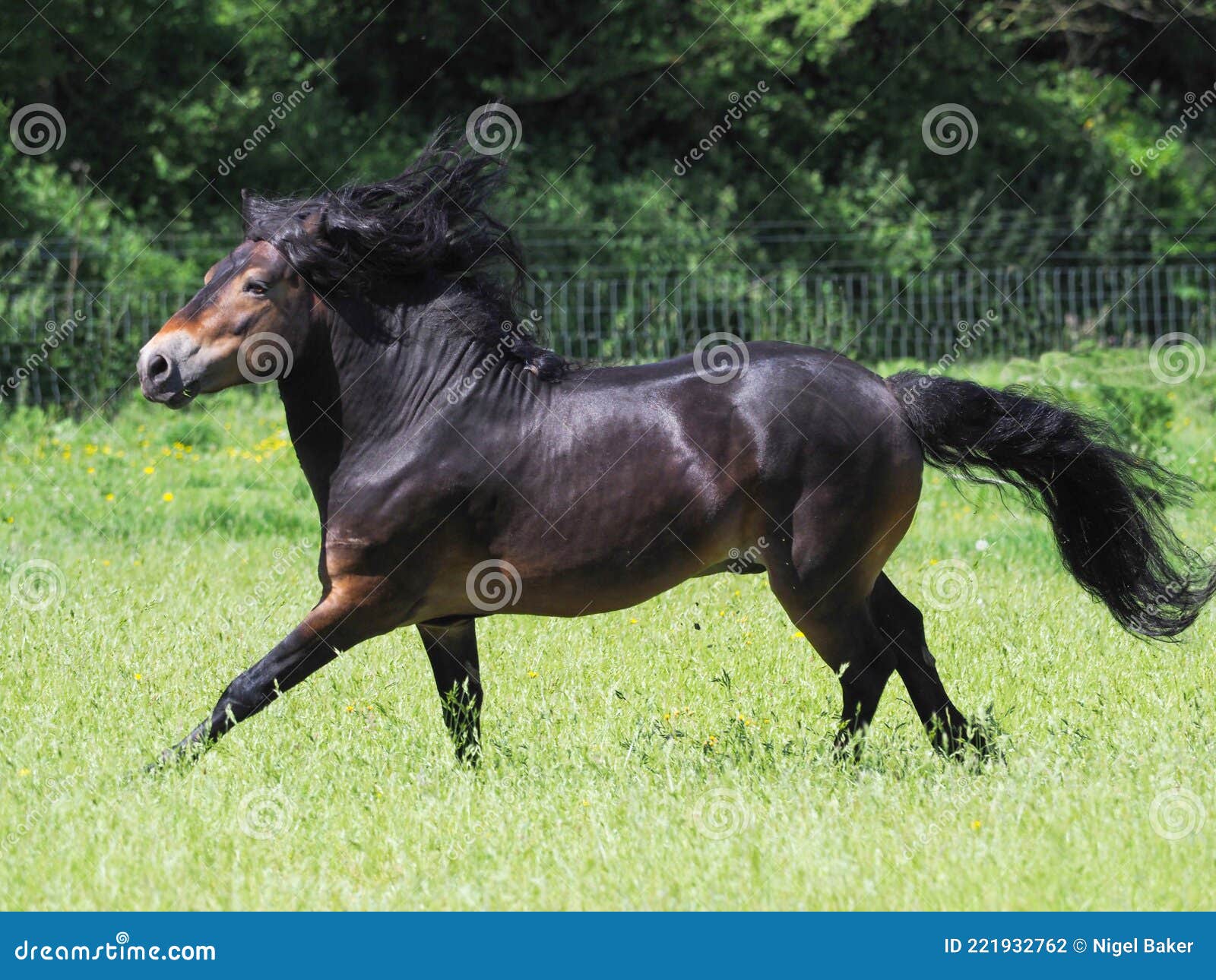 Exmoor Stallion at Liberty stock photo. Image of field - 221932762