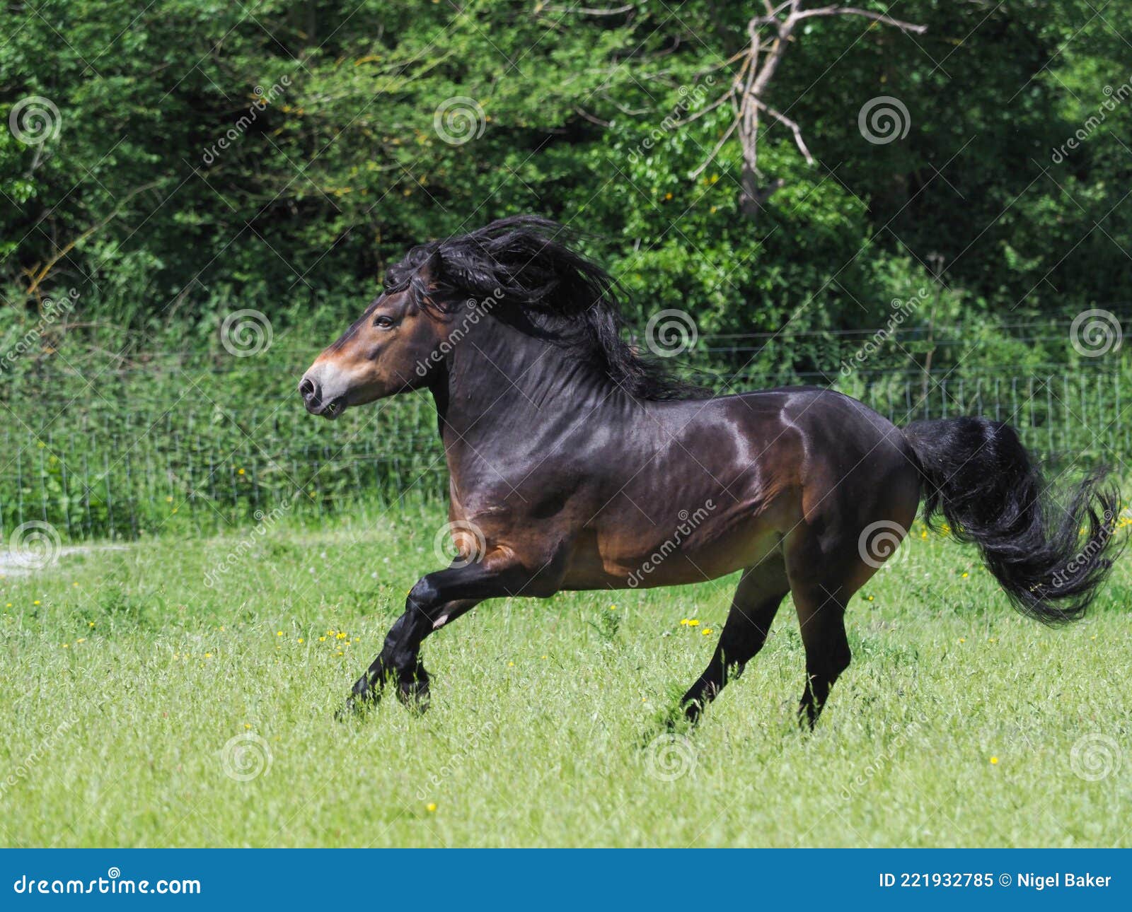 Exmoor Stallion at Liberty stock image. Image of horse - 221932785