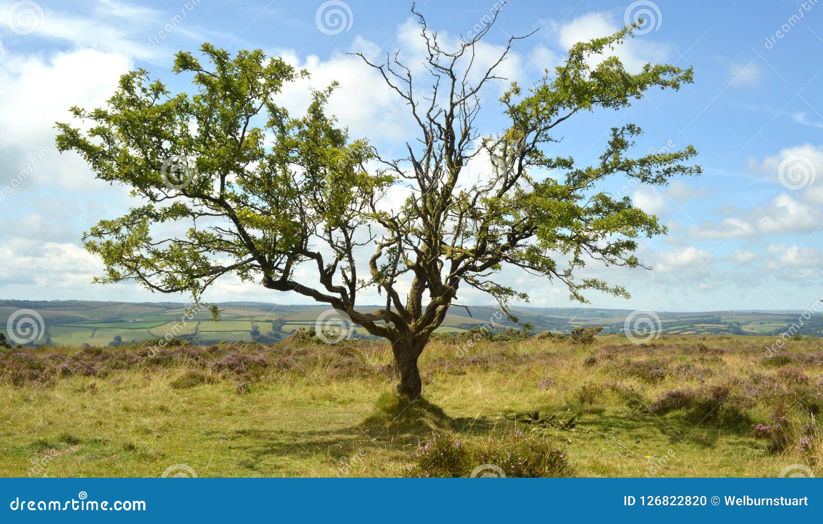 Exmoor tree stock photo. Image of moorland, solitary - 126822820