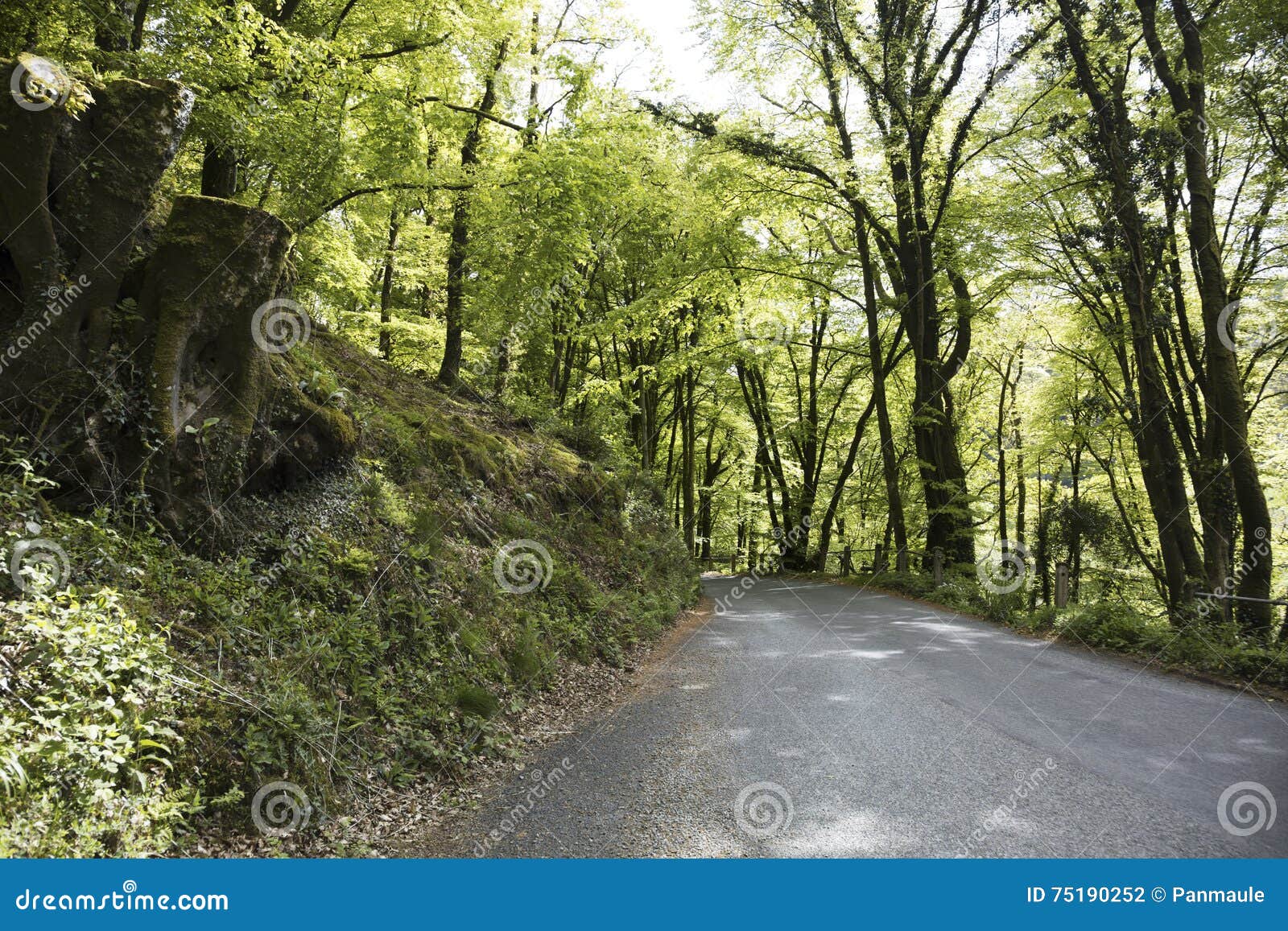 Exmoor trees and road stock photo. Image of heddon, shaded - 75190252