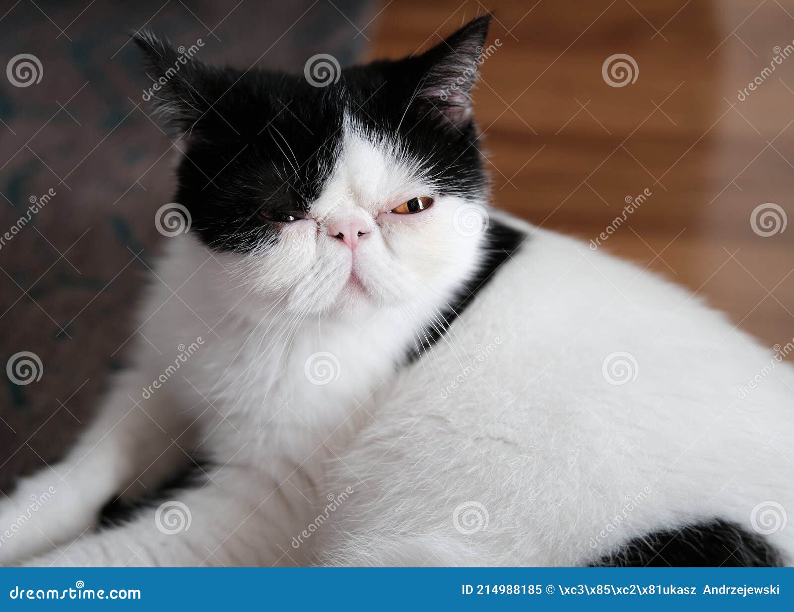 Exo Cat Presented with Huge Orange Eyes Stock Image - Image of adorable ...