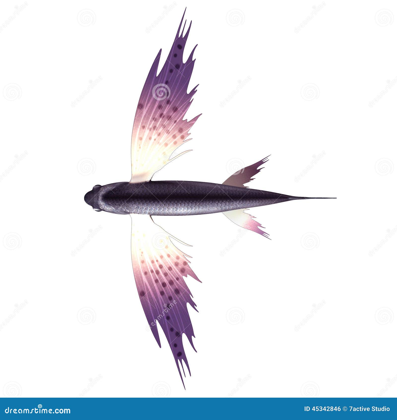 Exocoetus stock illustration. Illustration of isolated - 45342846