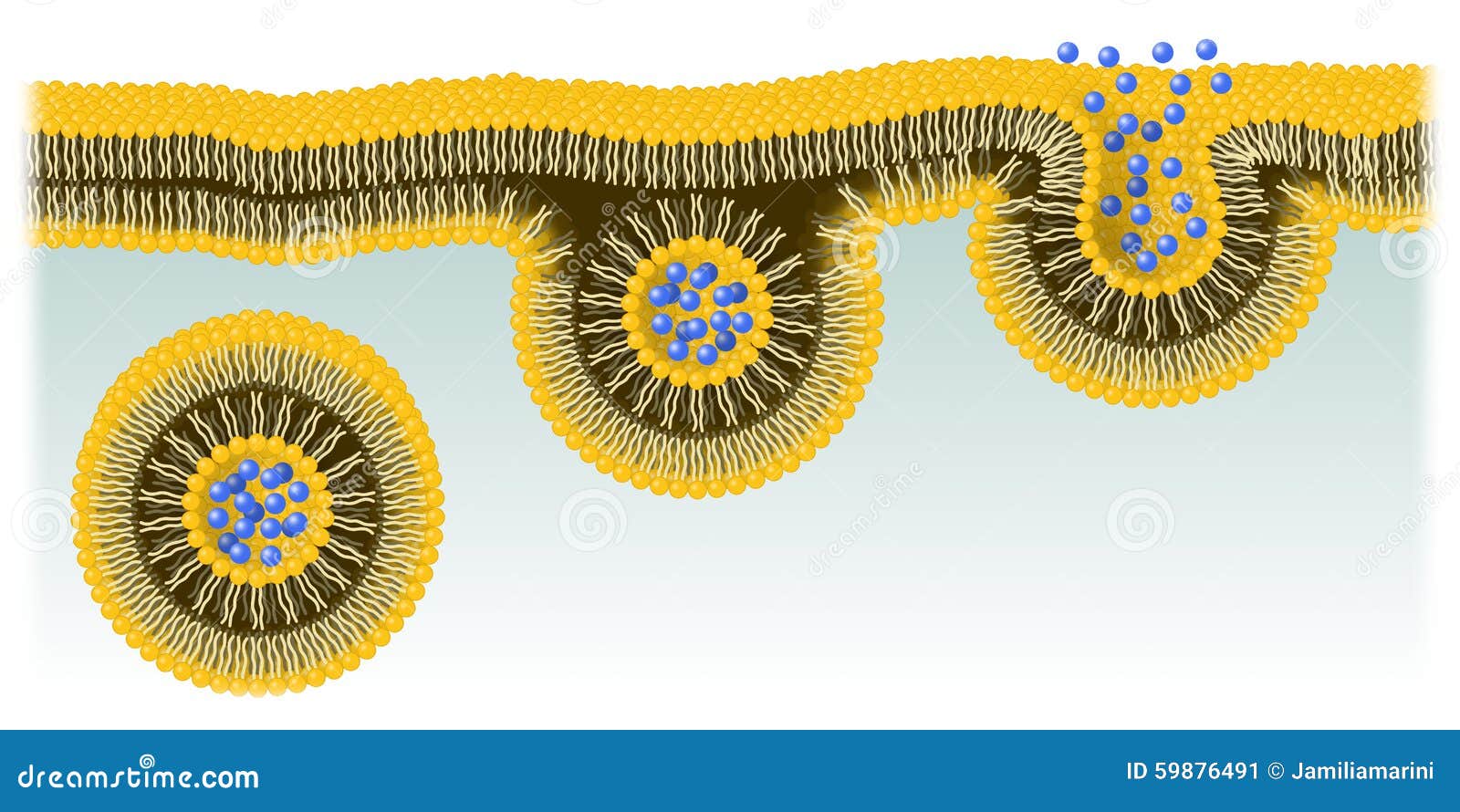 Exocytosis stock illustration. Illustration of transport - 59876491