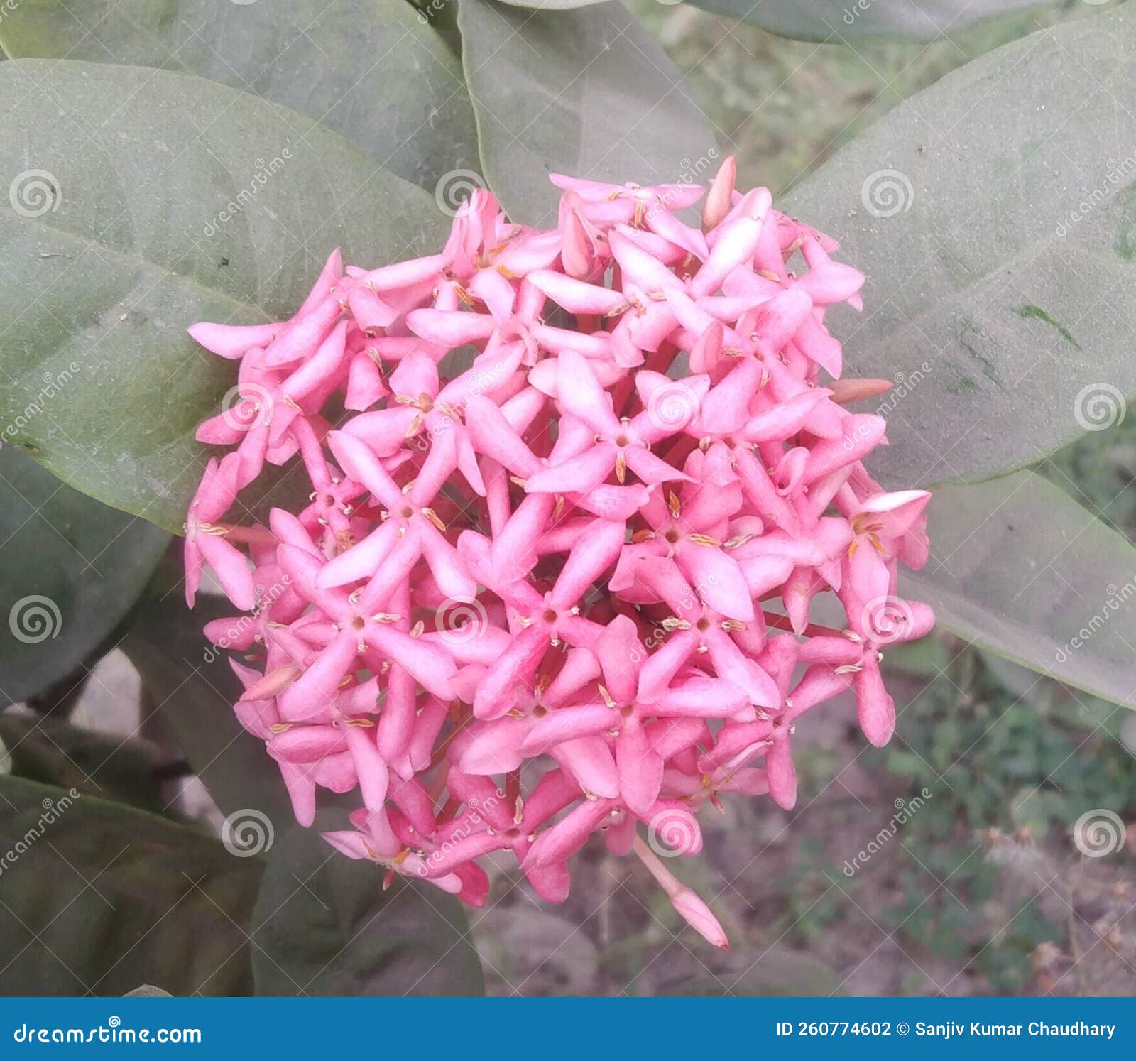 Exora flower pink stock photo. Image of flower, plant - 260774602