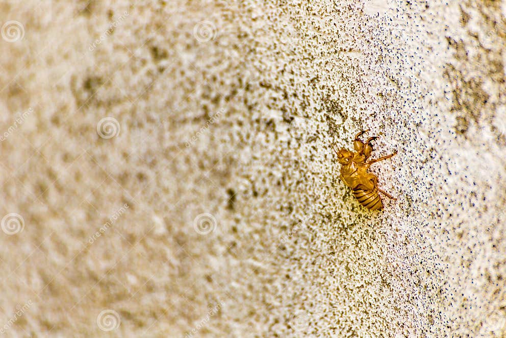 Exoskeleton of bee stock photo. Image of insect, yellow - 75074524