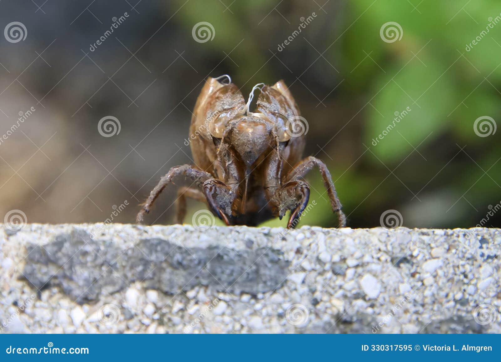 The Empty Exoskeleton Of Tobacco Hornworm. Stock Photography ...
