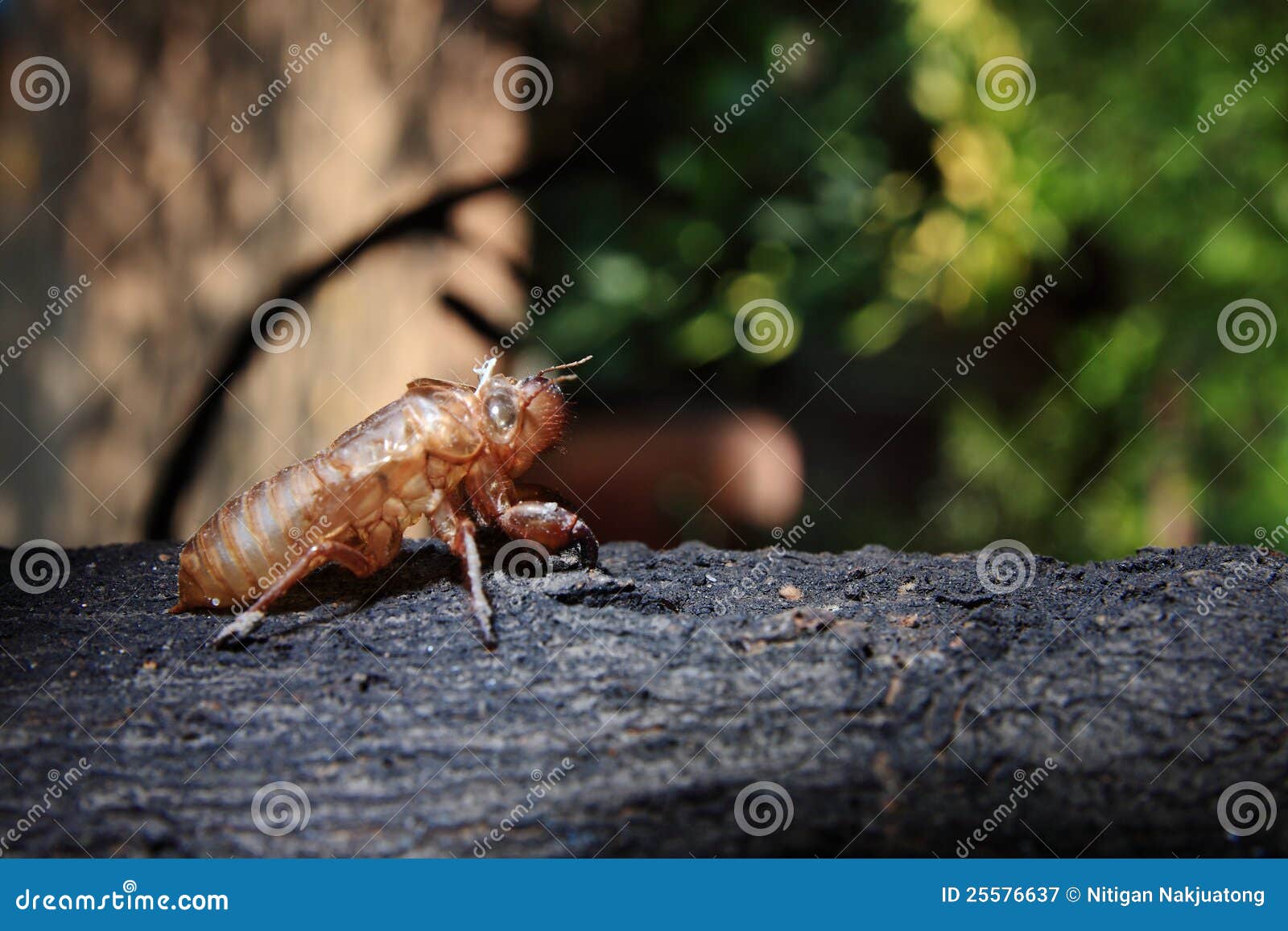 Exoskeleton of a Cicada - Pomponia Imperatoria Stock Image - Image of ...