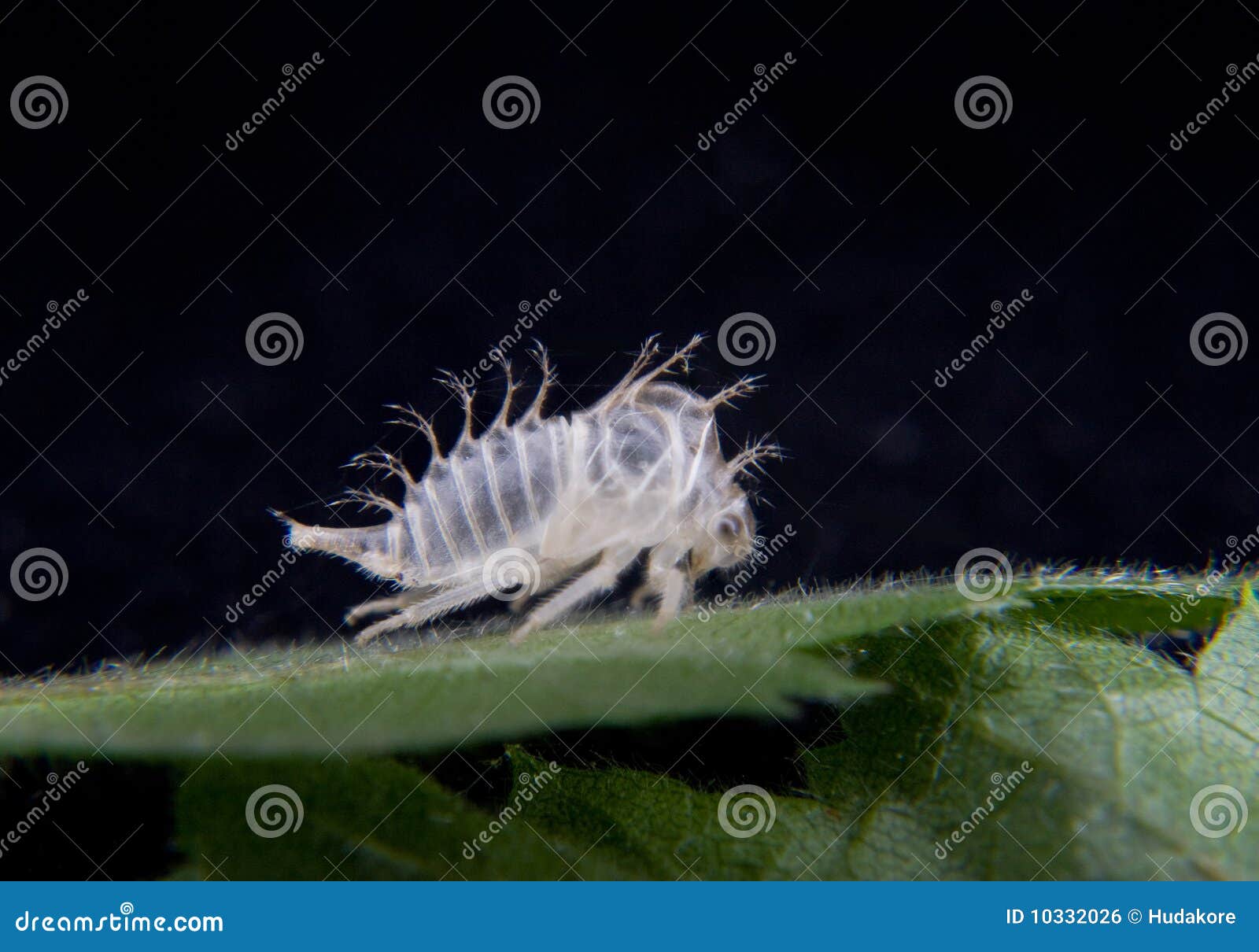 Exoskeleton of a Treehopper Nymph Stock Photo - Image of wing, botany ...