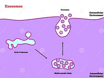 Exosomes stock vector. Illustration of delivering, celltocell - 39558421