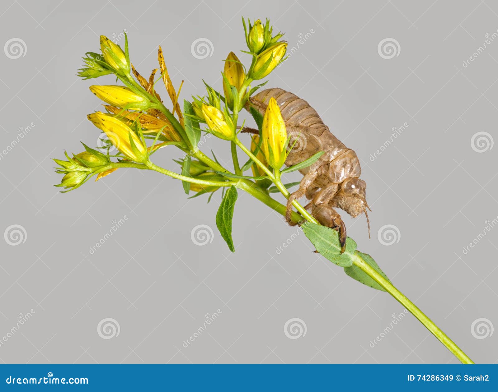 Exosquelette De Cigale Entomologie Image stock - Image du exosquelette ...