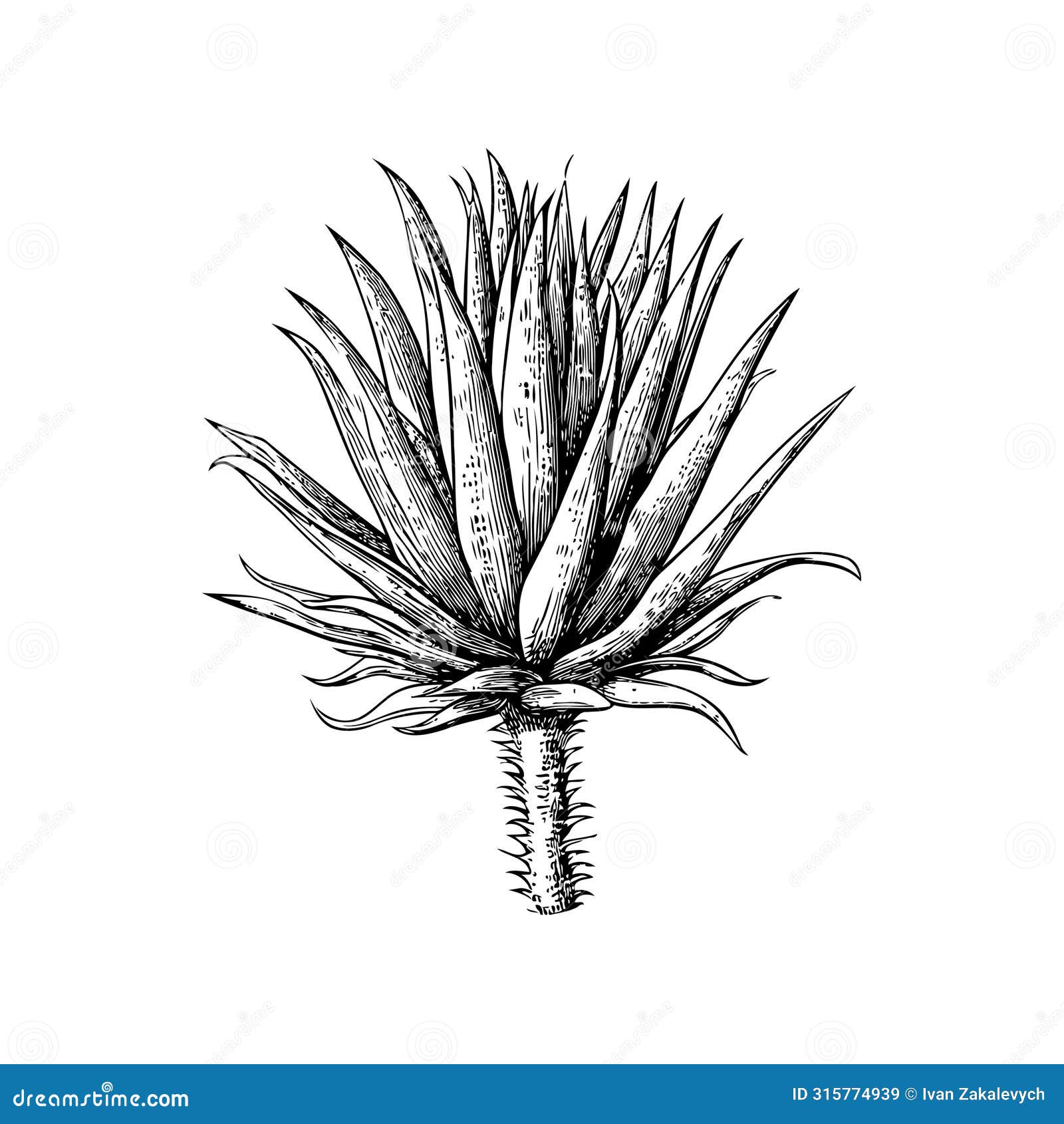 Exotic Agave Plant Hand Drawn Style. Vector Illustration Design Stock ...