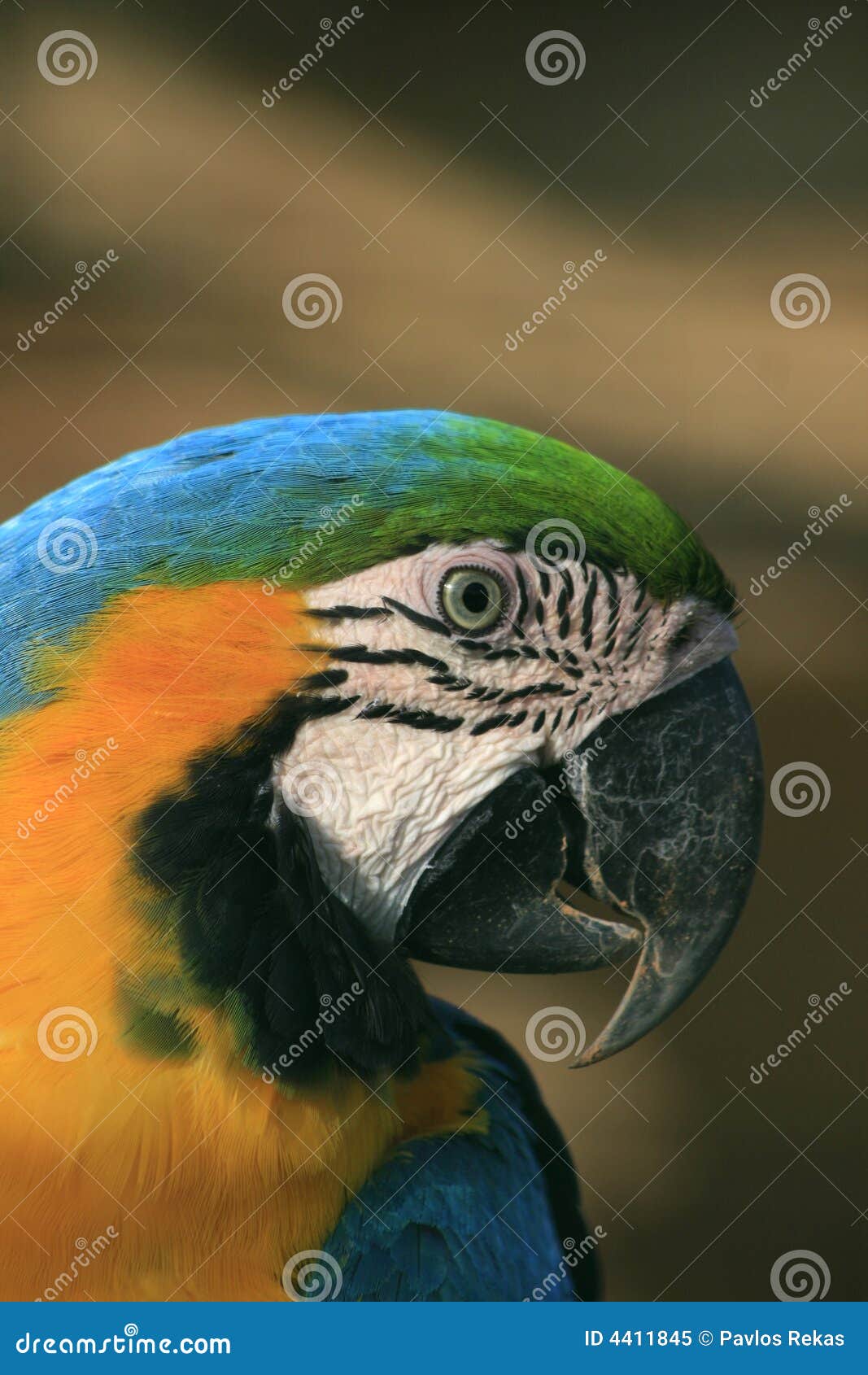 Exotic Amazonian Macaw Parrot Stock Image - Image of parrot, south: 4411845