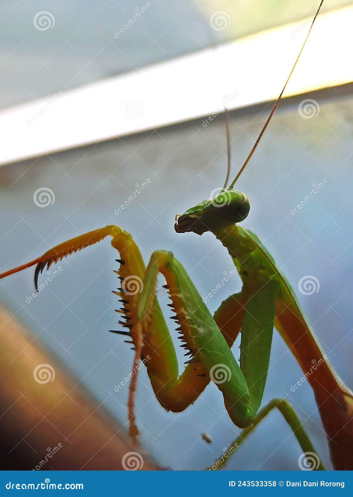 Gecko bug stock photo. Image of invertebrate, gecko - 243533358