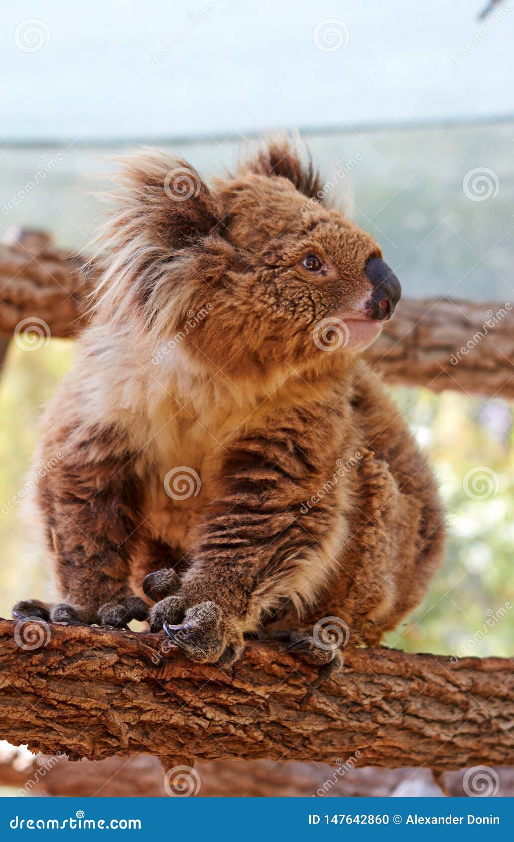 Exotic animal - Koala stock photo. Image of predator - 147642860