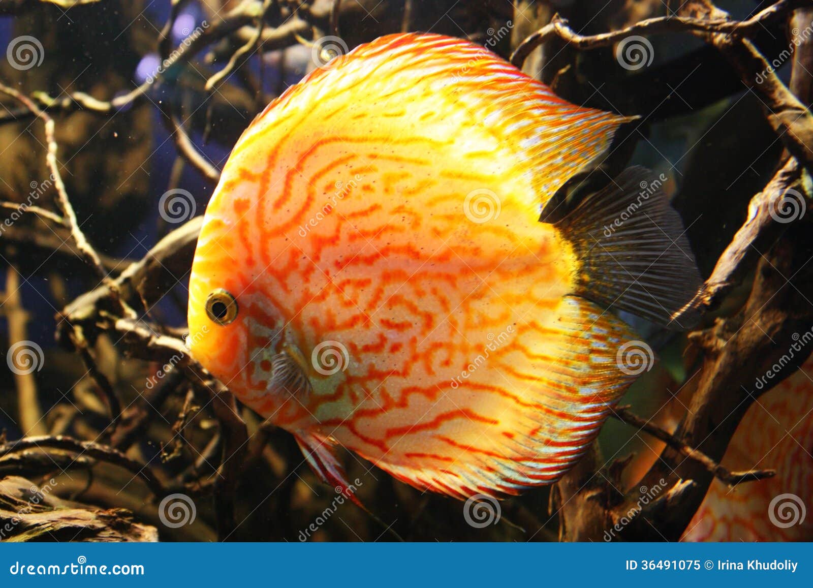 Exotic aquarium fish stock image. Image of colors, colored - 36491075