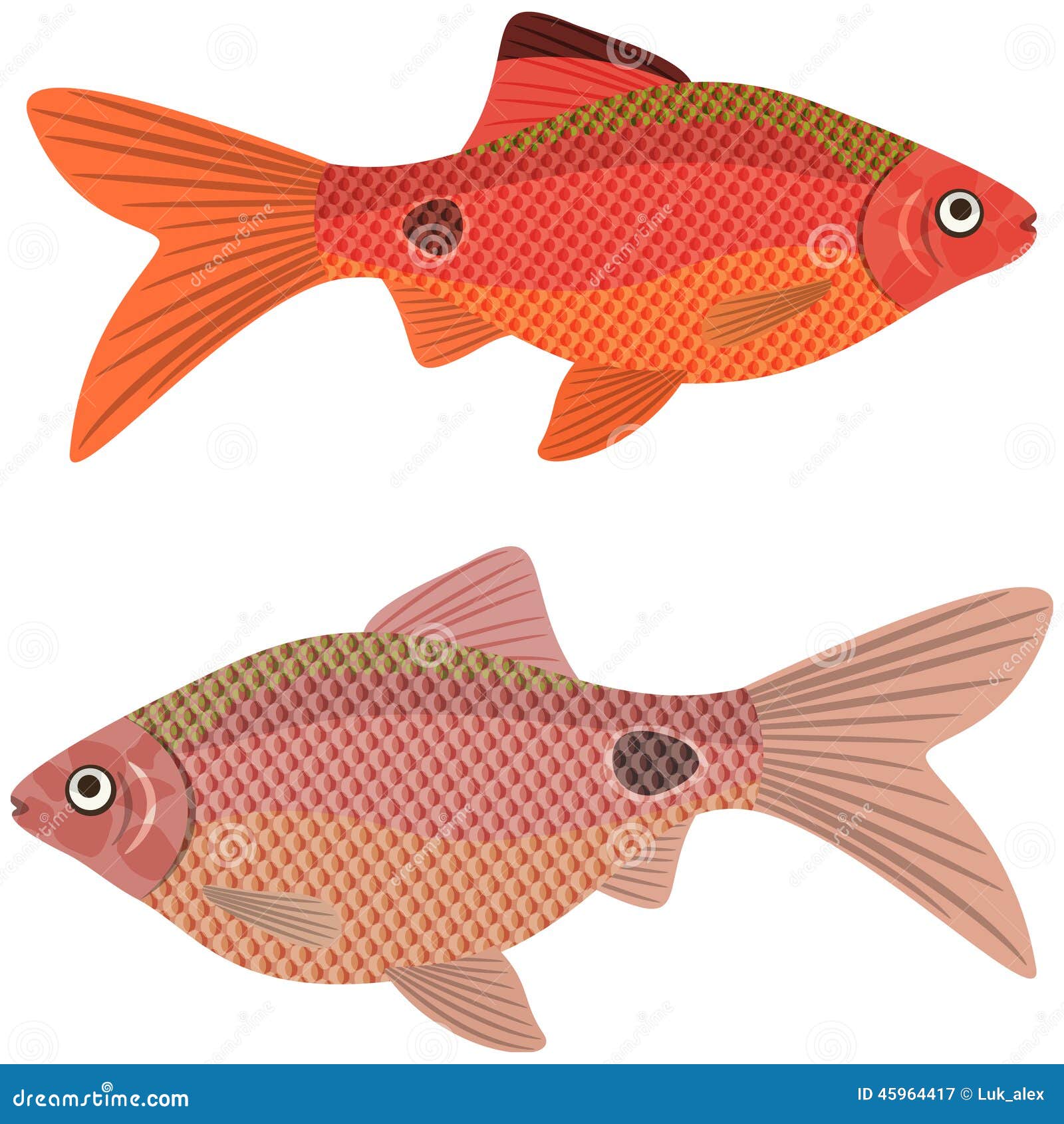 Barb Aquarium Fish Cartoon Vector | CartoonDealer.com #49277557
