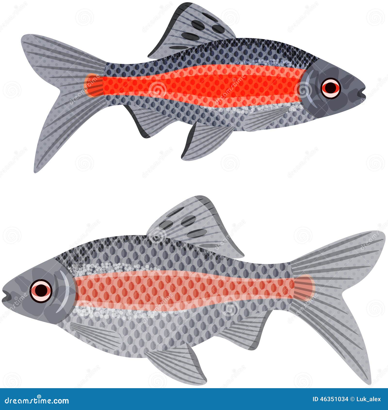 Barb Aquarium Fish Cartoon Vector | CartoonDealer.com #49277557