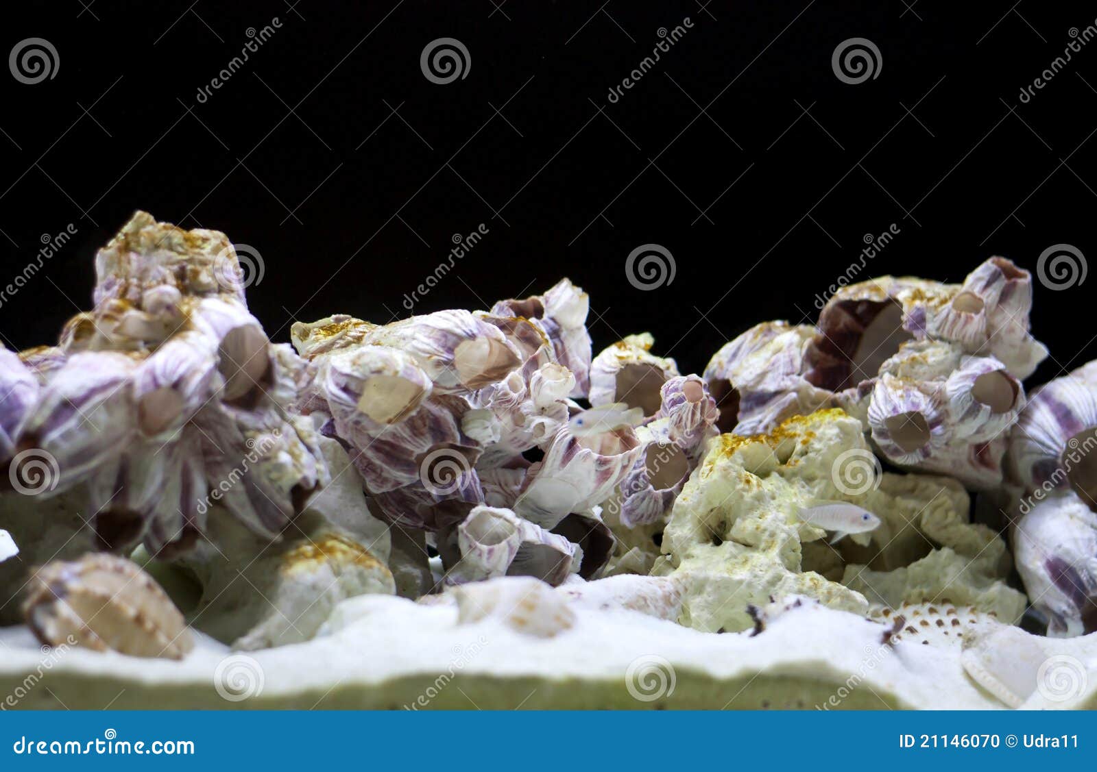 Exotic Aquarium with Shells Stock Photo - Image of composition ...