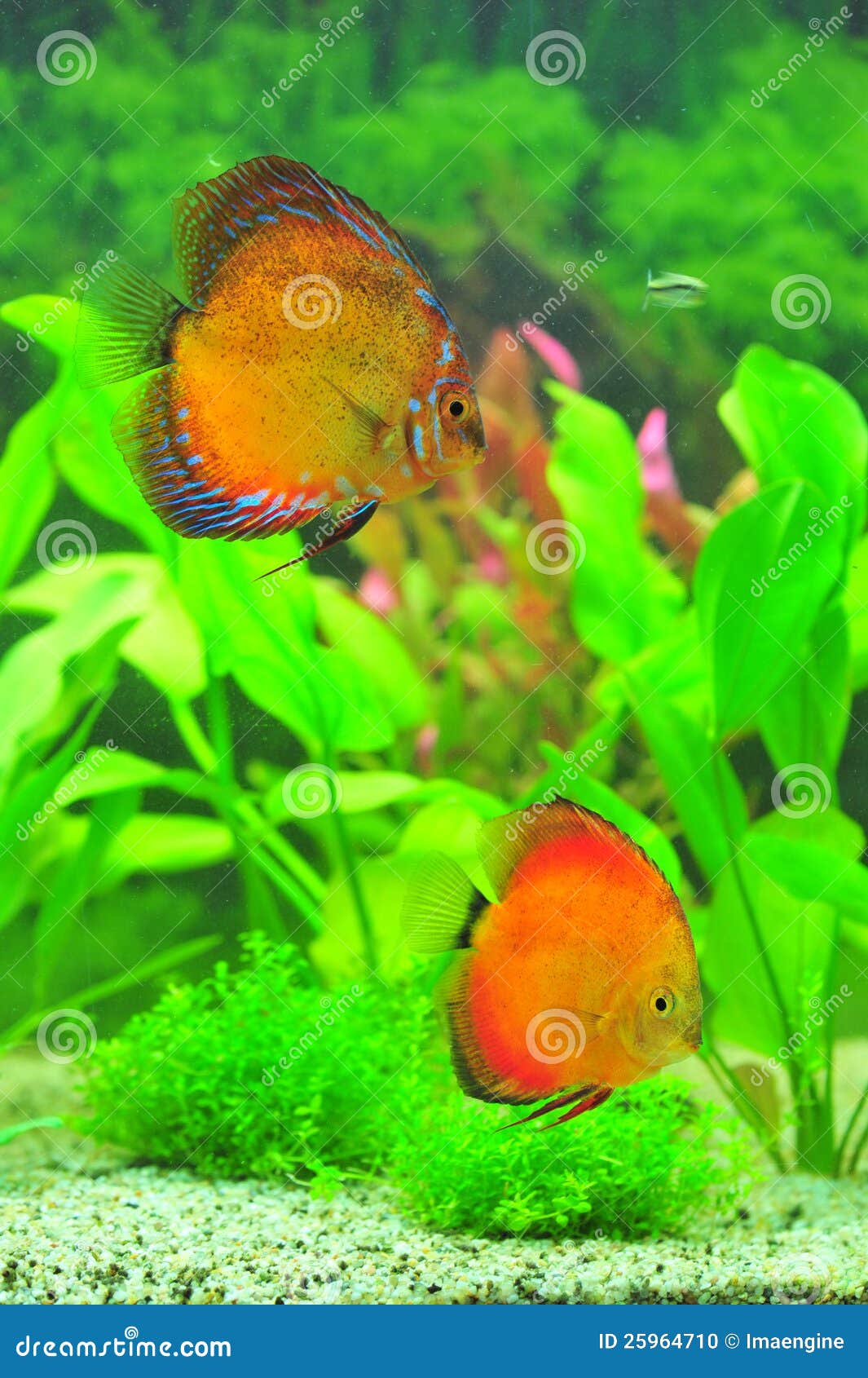 Exotic Aquarium with Tropical Discus Fish Stock Photo - Image of green ...
