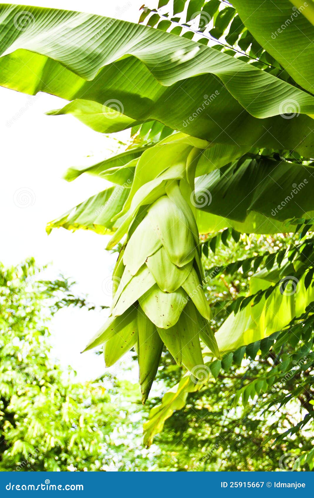 Exotic banana tree stock image. Image of harvest, grow - 25915667