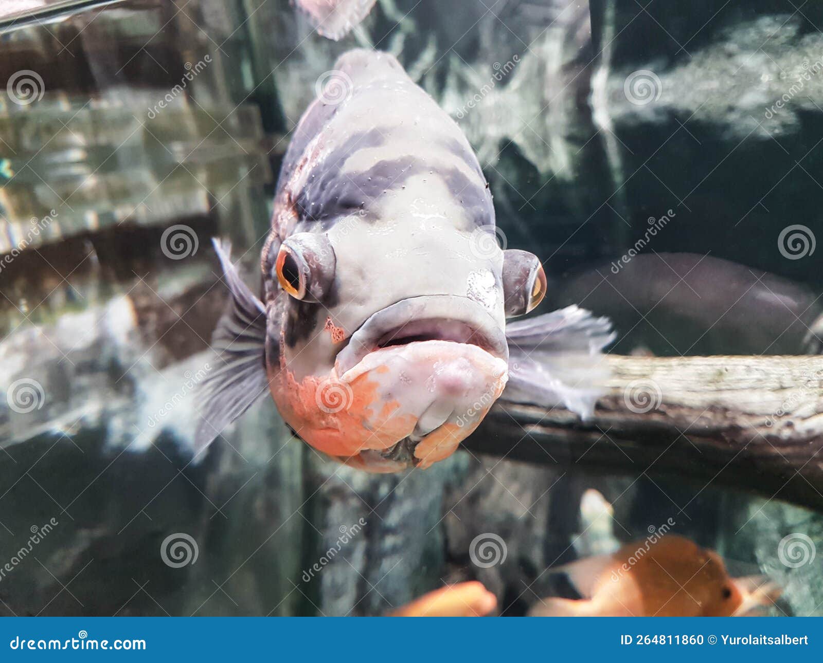 Exotic Beautiful Bright Fish in a Home Aquarium Stock Photo - Image of ...