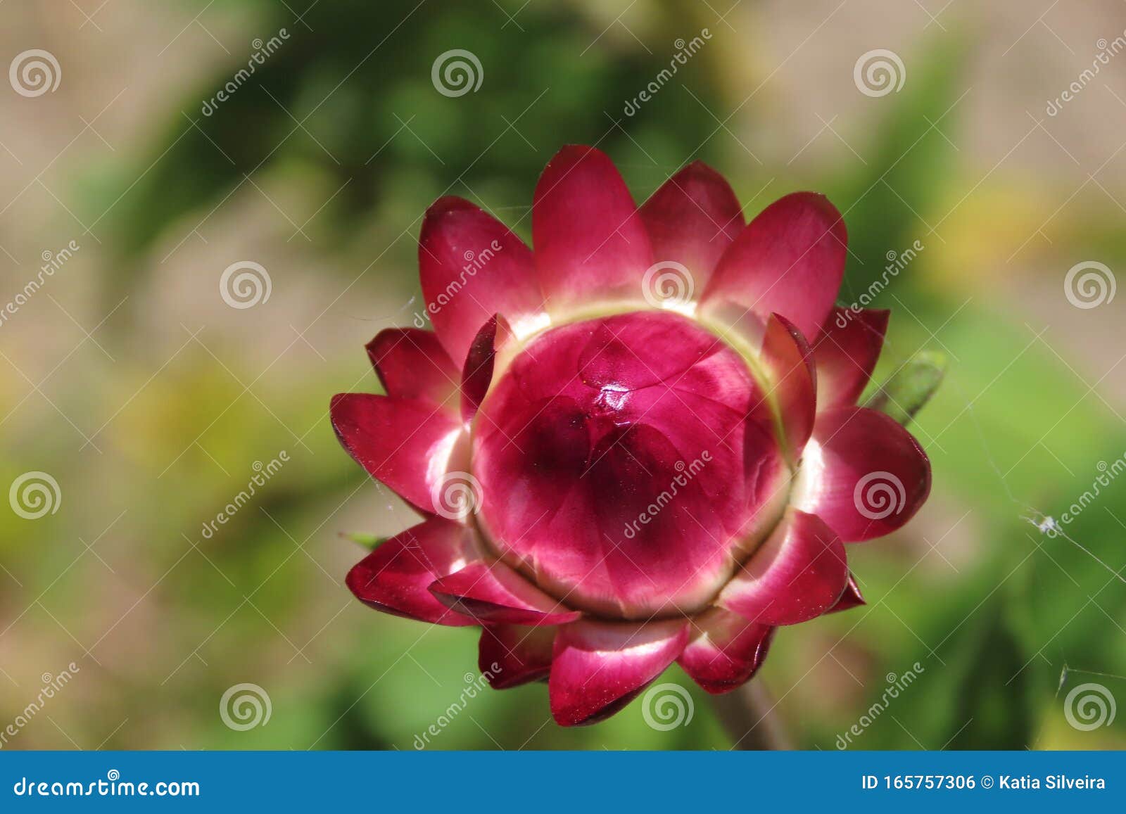 Exotic and Beautiful Red Flower with Amazing Details Stock Photo ...