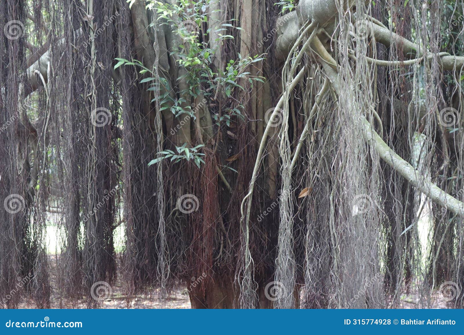 Exotic and Beautiful Tree Trunks with Unique Stock Photo - Image of ...