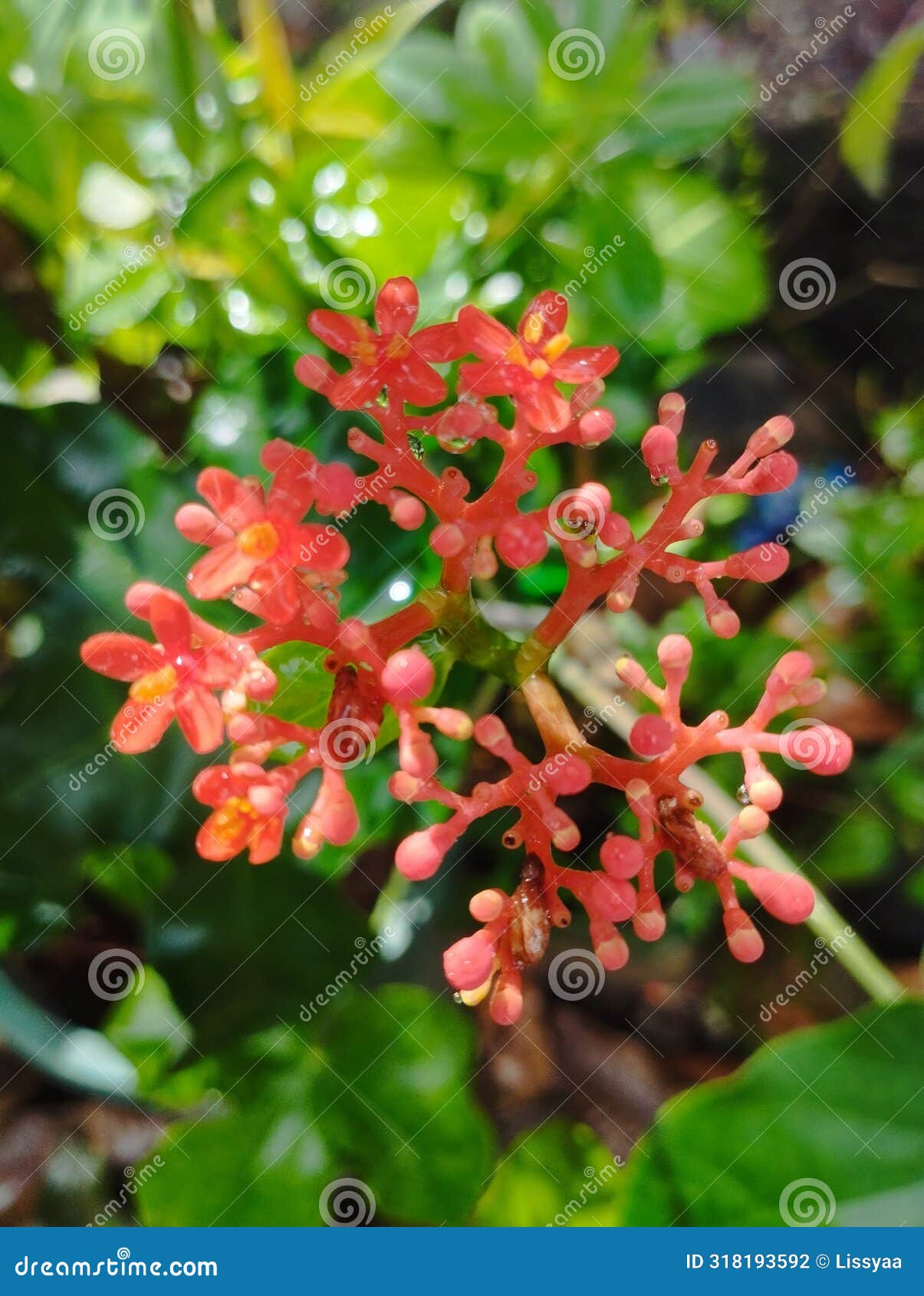 Exotic Beauty, Bali Long Pepper Blossoms Stock Photo - Image of bali ...