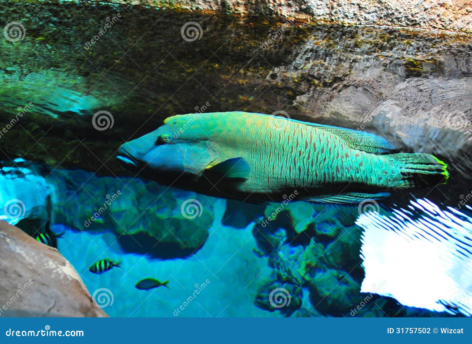 Exotic big fish stock photo. Image of life, swim, pattern - 31757502