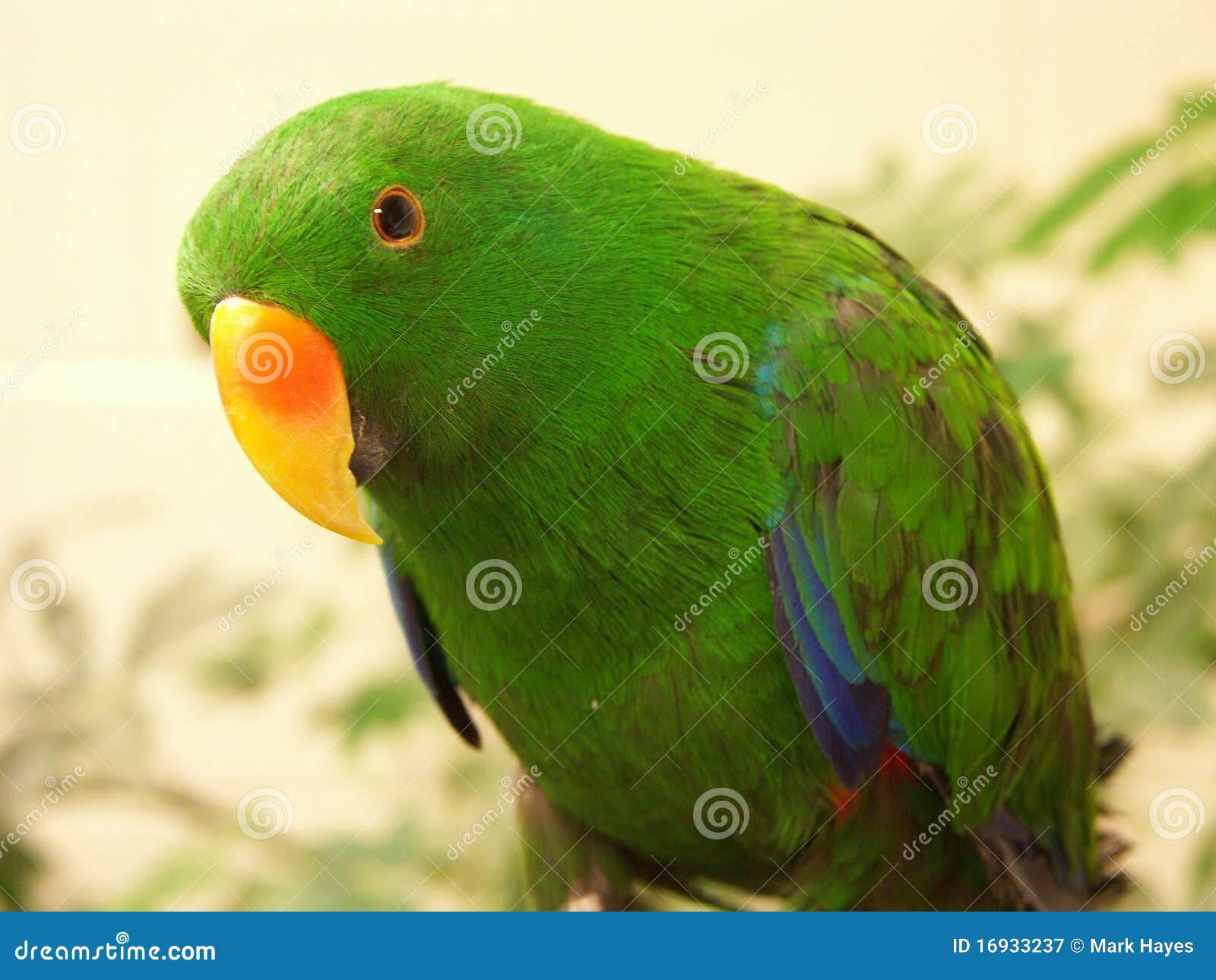 Exotic Bird stock image. Image of lory, feather, exotic - 16933237
