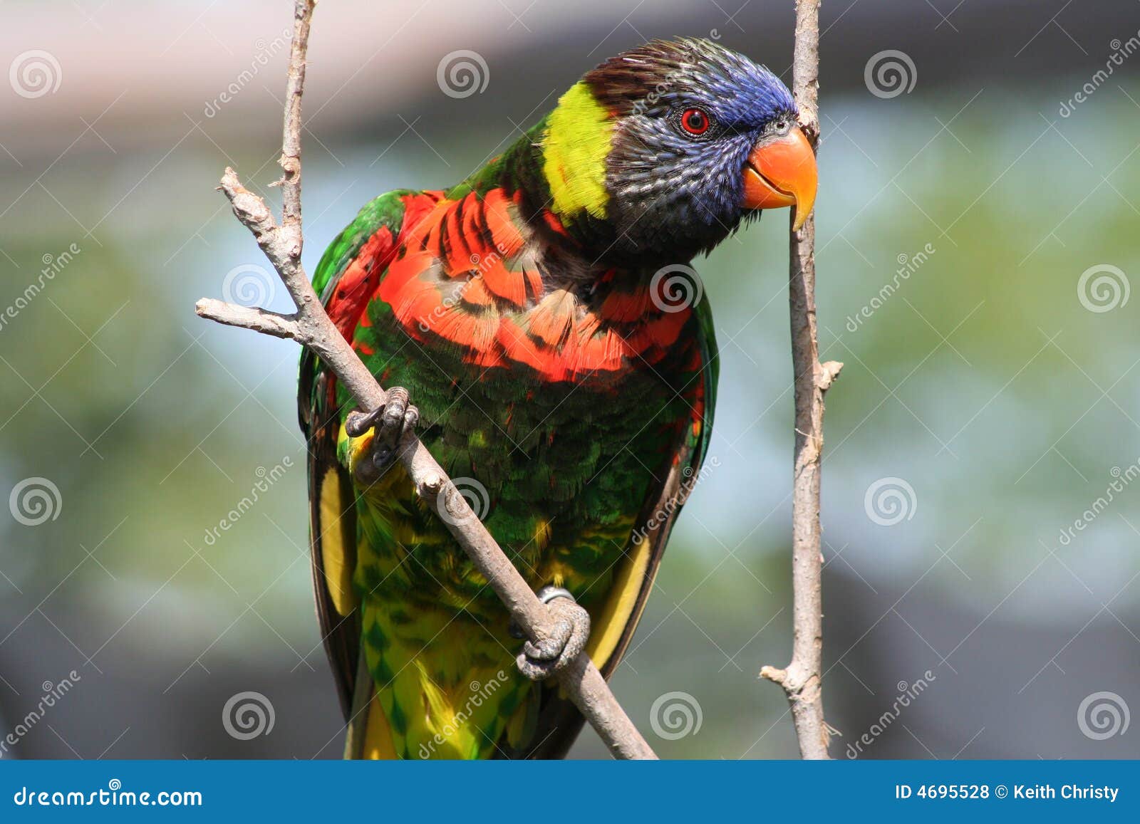 Exotic Bird stock photo. Image of beauty, bird, animal - 4695528